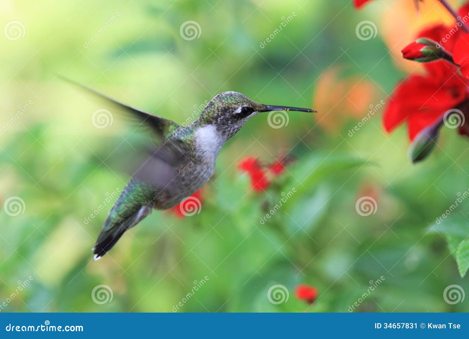 Kolibrie stock afbeelding. Image of bloem, vleugel, kolibrie - 34657831