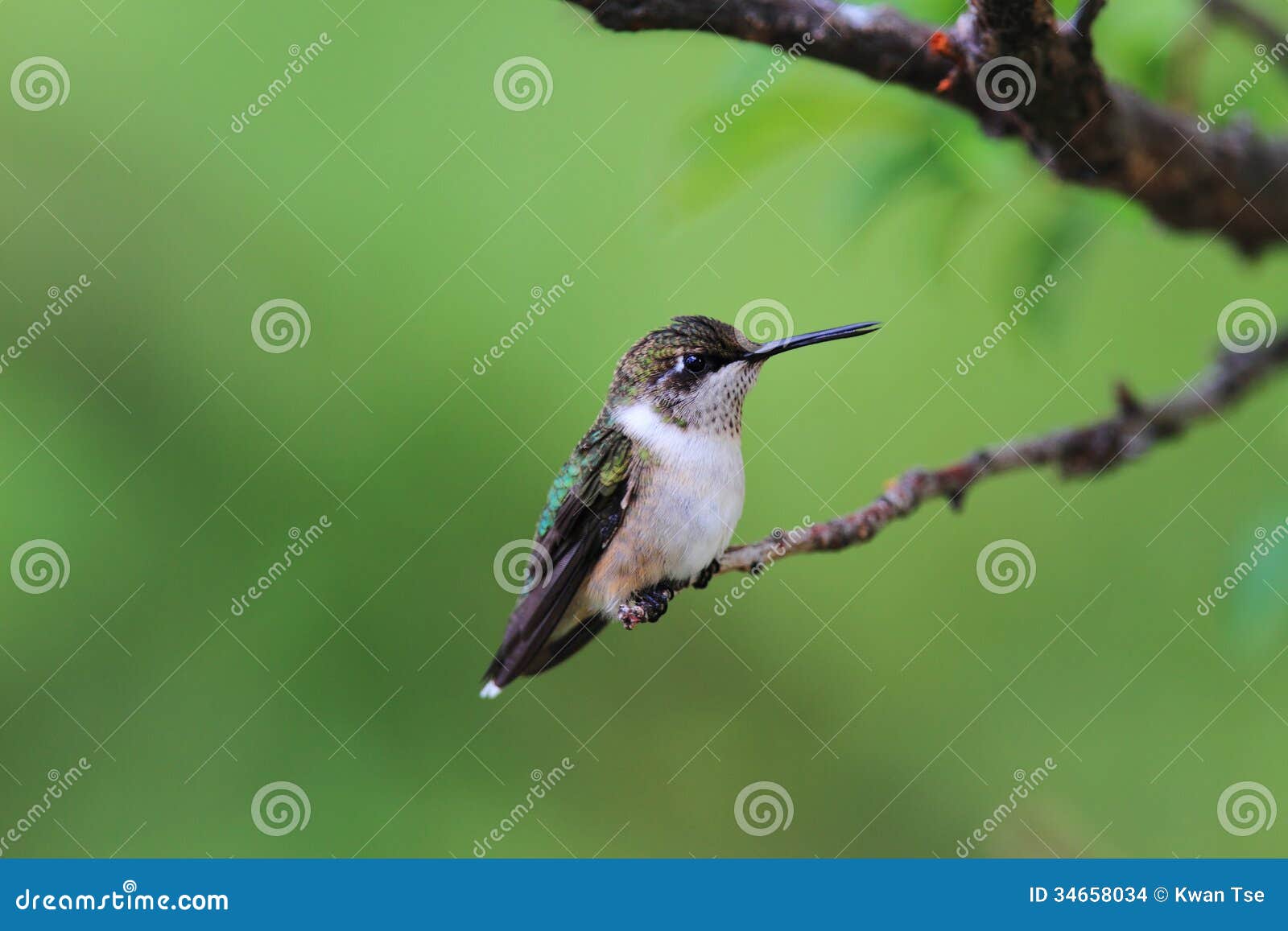 Kolibrie stock foto. Image of veren, groen, vogel, kleurrijk - 34658034