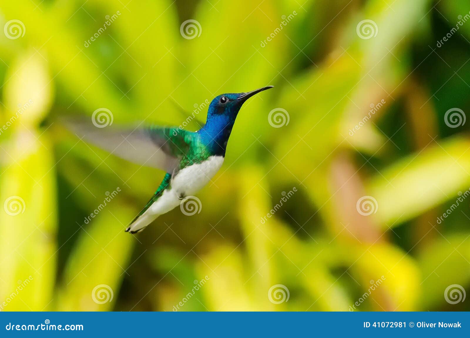 Kolibrie stock afbeelding. Image of levitatie, veren - 41072981