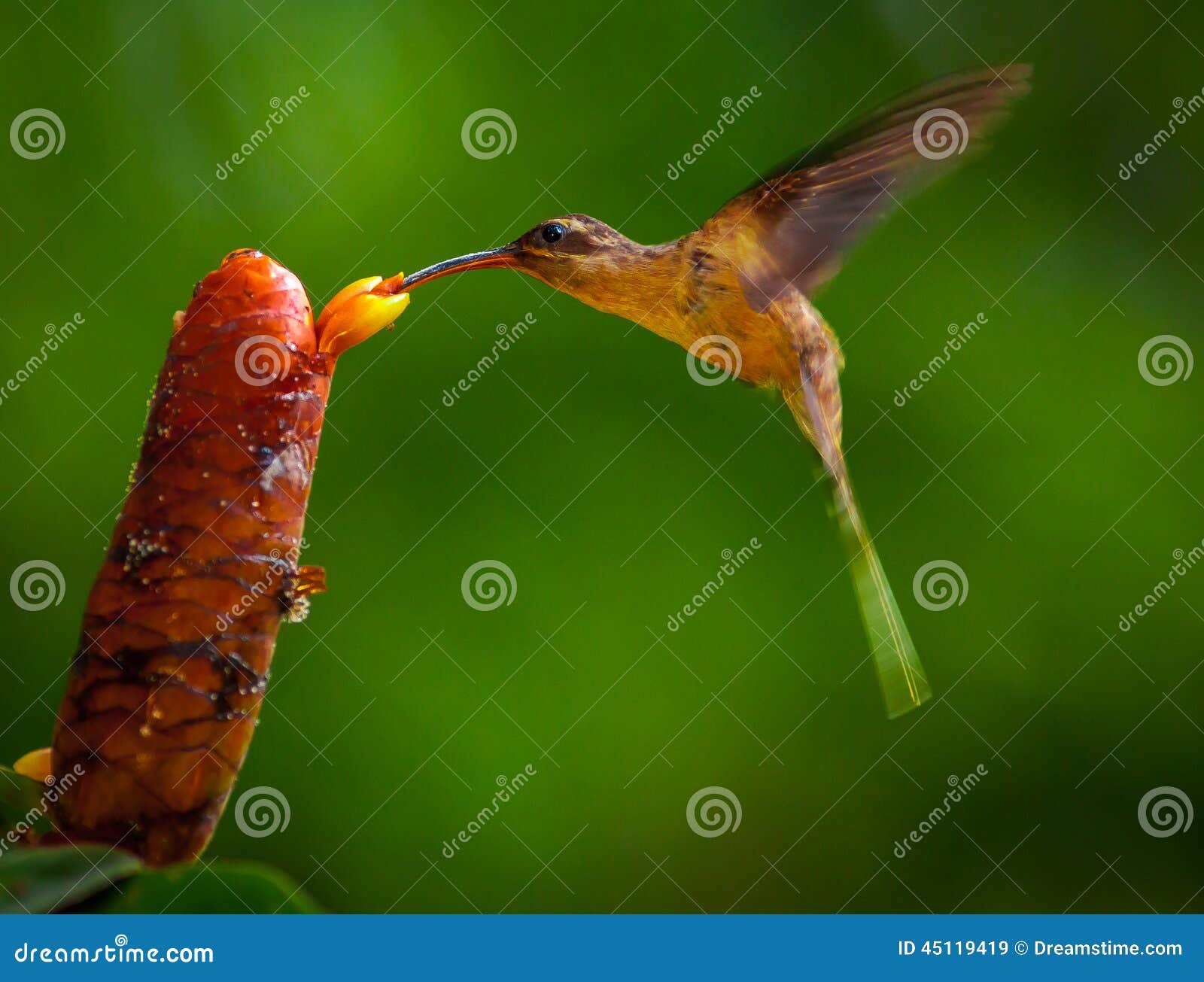 Kolibrie stock afbeelding. Image of rood, bloem, dranken - 45119419