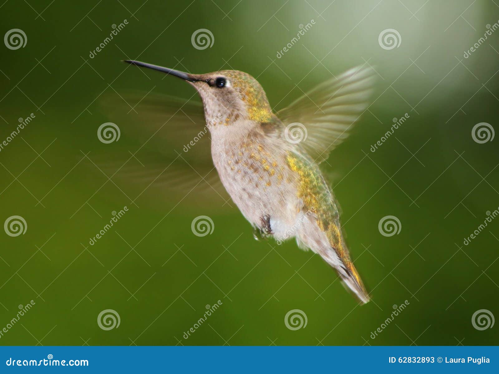 Kolibrie stock afbeelding. Image of vleugels, verplaatsen - 62832893