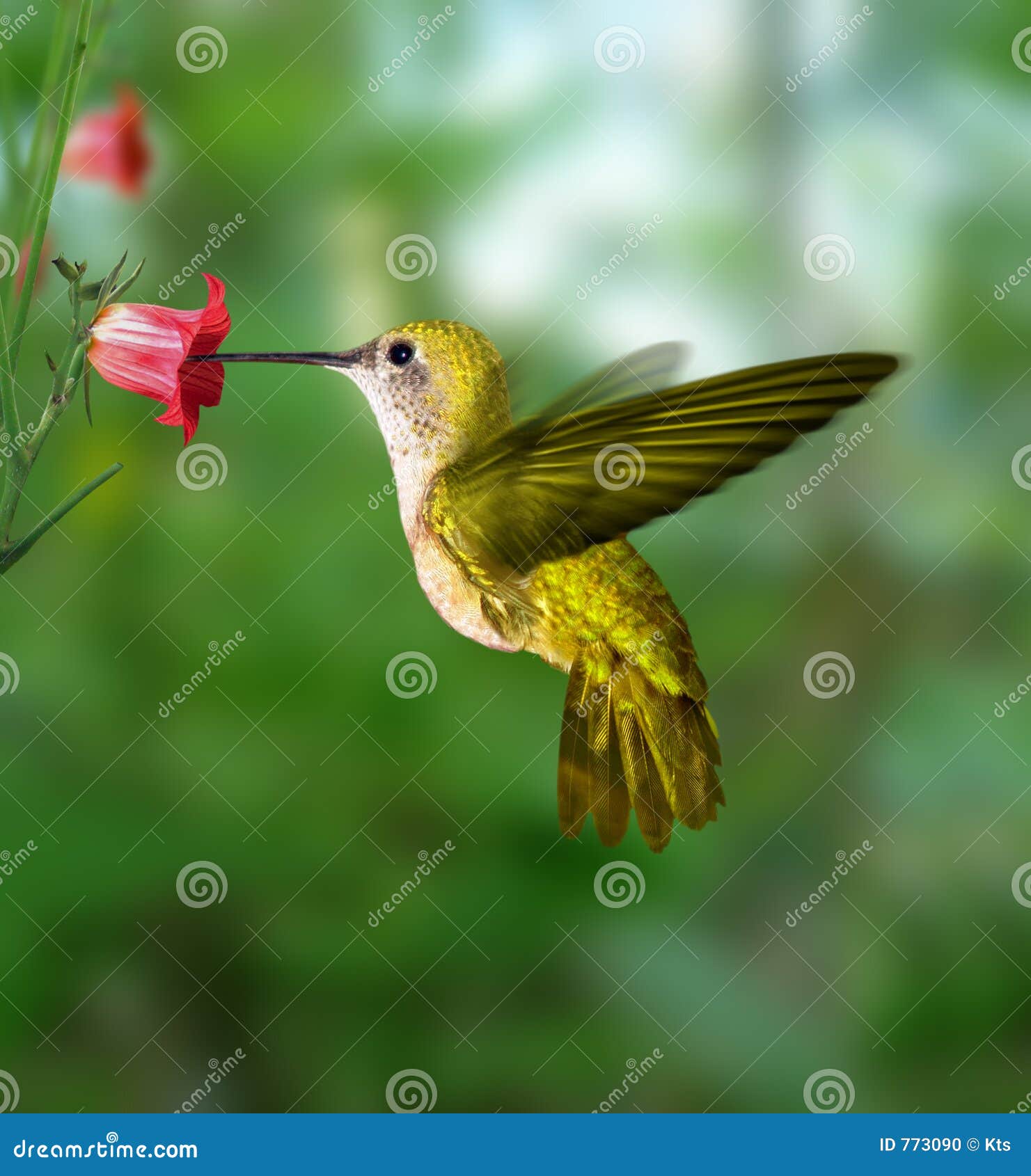 Kolibrie stock foto. Image of vogel, kolibrie, vliegen - 773090