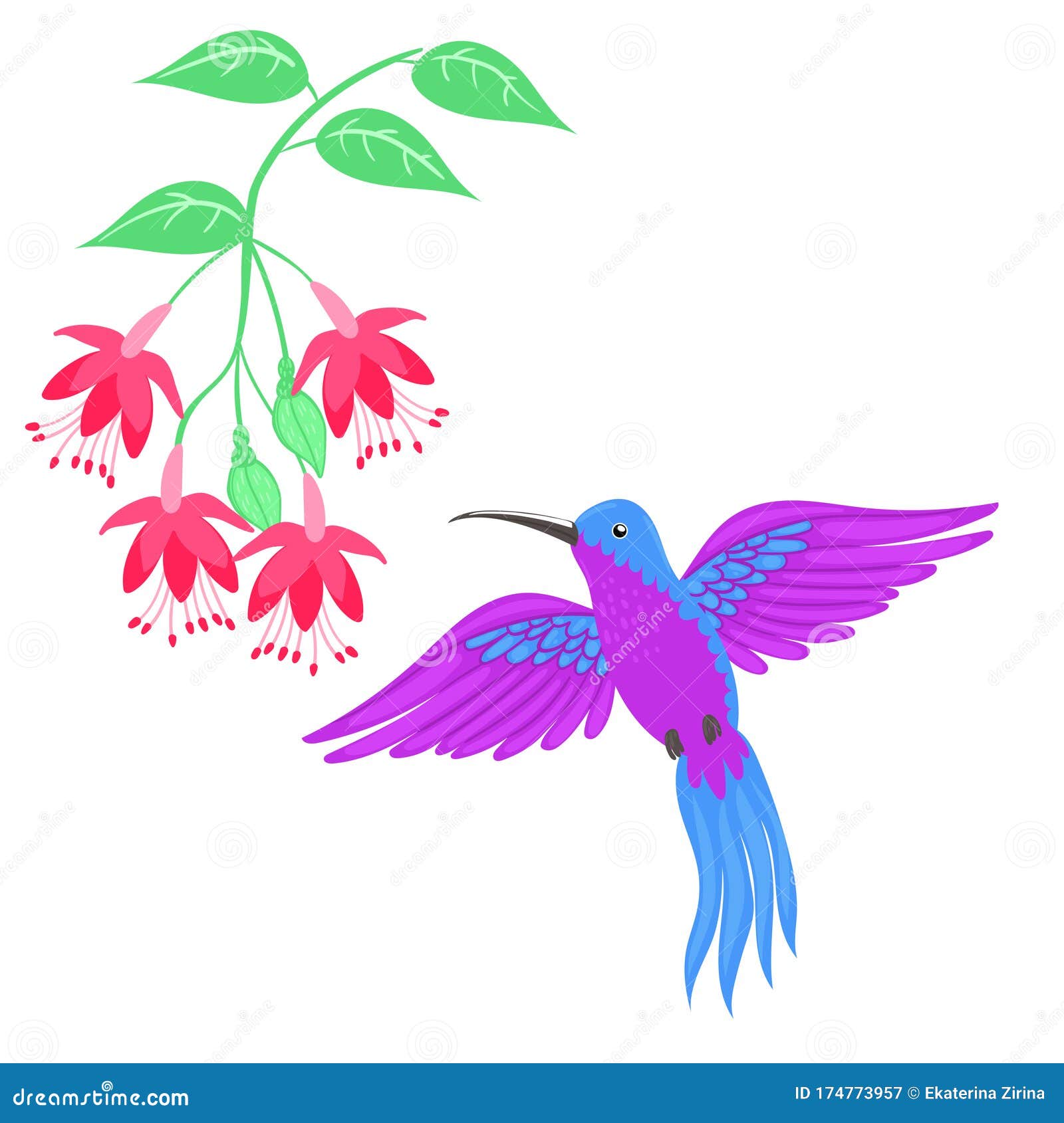 Kolibrie Isoleert Op Een Witte Achtergrond. Vectorafbeeldingen Stock ...