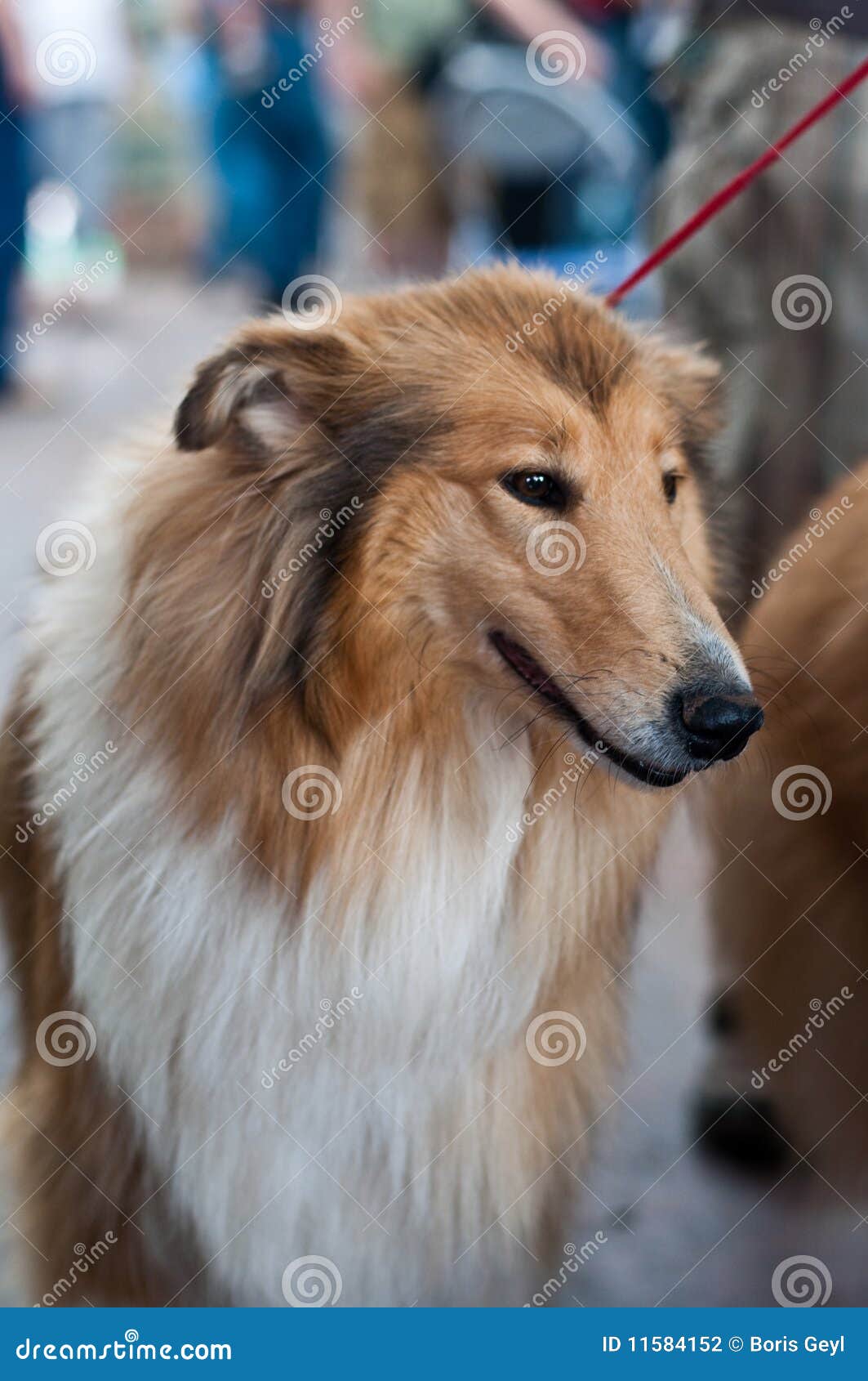 Kolli dog stock photo. Image of ready, guard, outside - 11584152