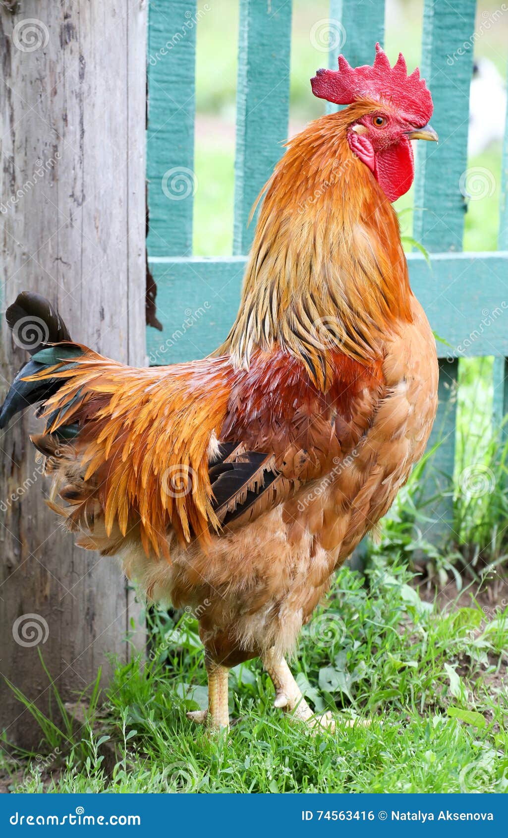 Kolorowy kogut, kogut zdjęcie stock. Obraz złożonej z jedzenie - 74563416