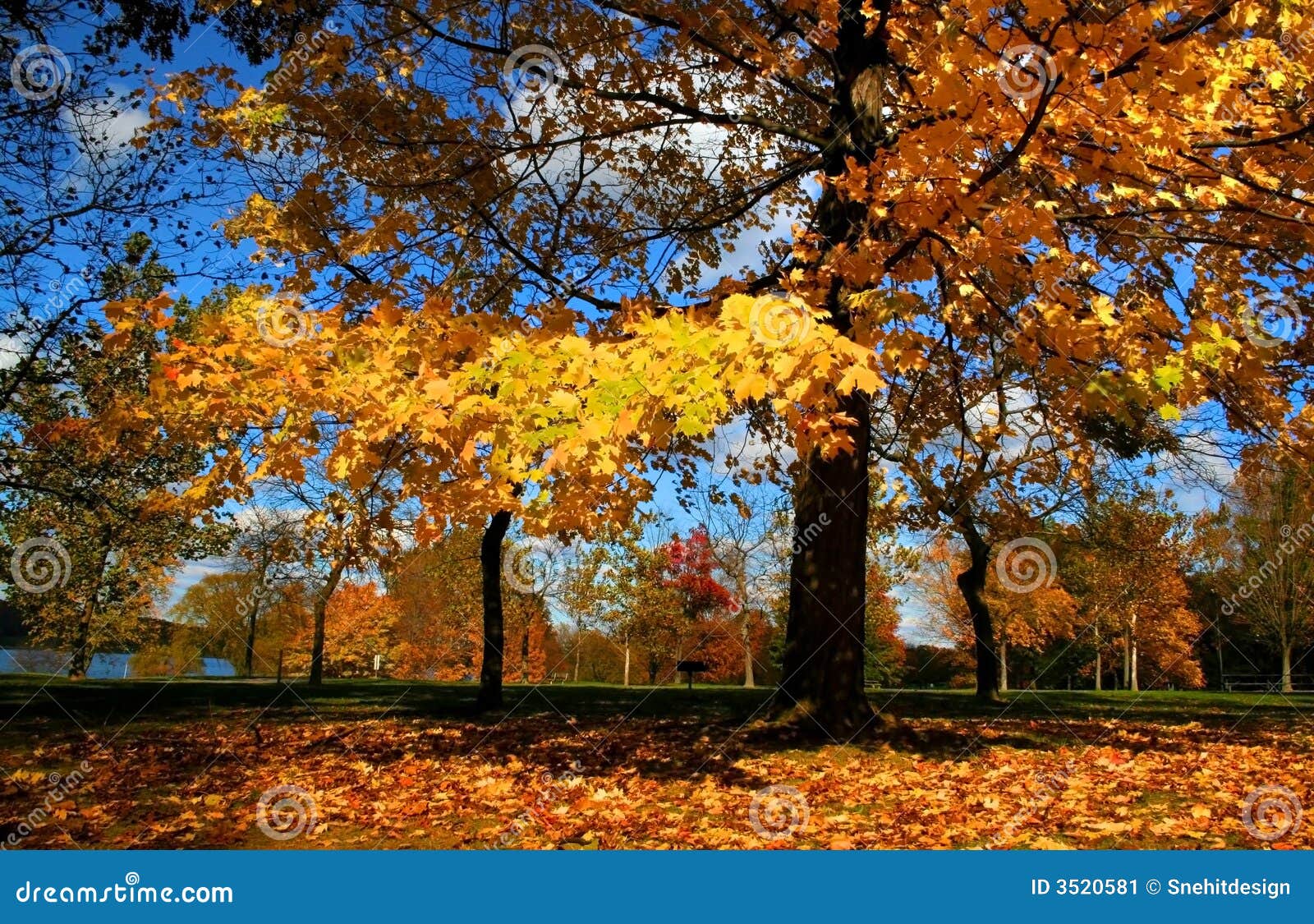 Kolory jesieni obraz stock. Obraz złożonej z spadek, odtwarzanie - 3520581