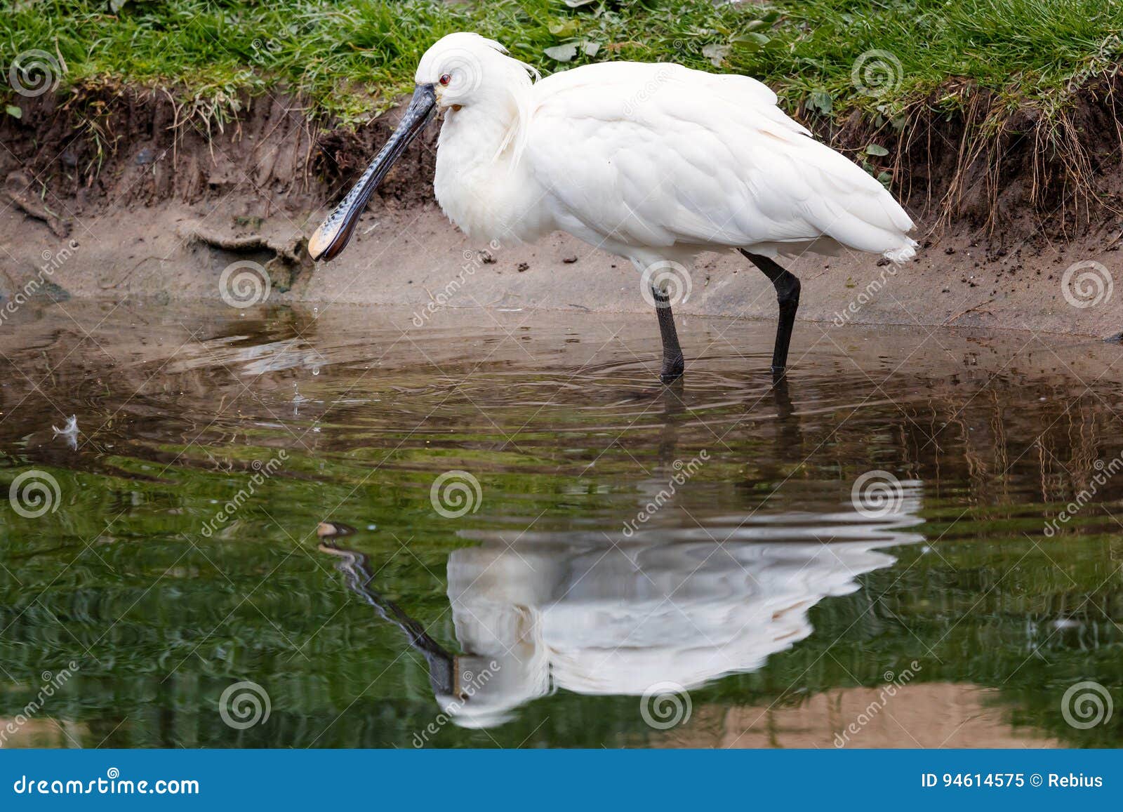 Kolpik stock image. Image of nature, feather, leucorodia - 94614575