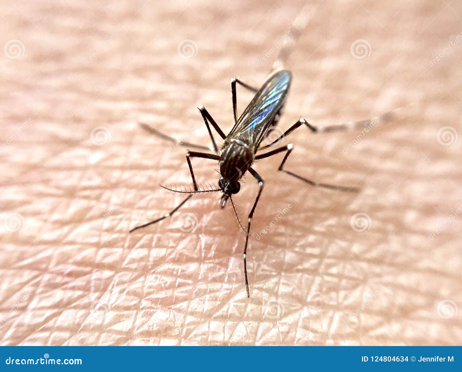 Komar zdjęcie stock. Obraz złożonej z powierzchnia, człowiek - 124804634