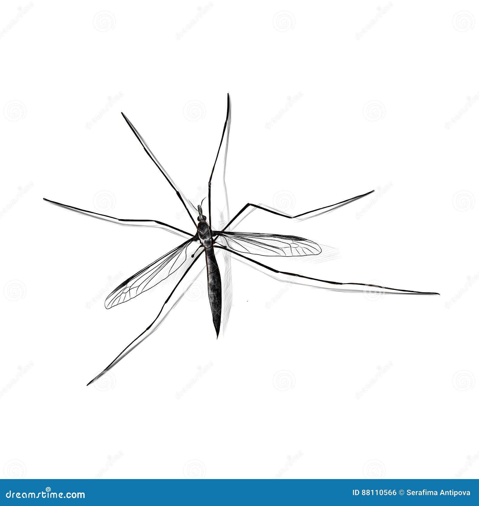 Komar top view stock vector. Illustration of epidemic - 88110566