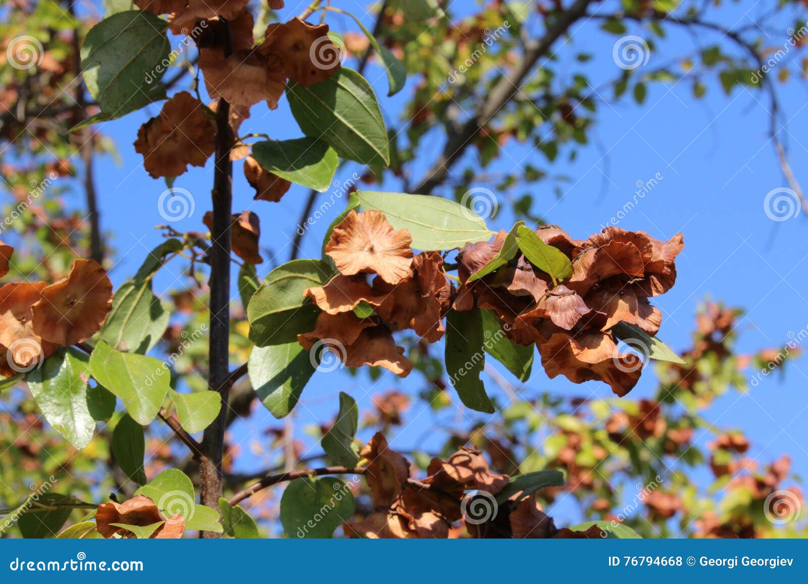 Komata Stock Photos - Free & Royalty-Free Stock Photos from Dreamstime