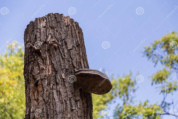 Kombucha Grows on a Felled Tree Stock Photo - Image of natural, tree ...