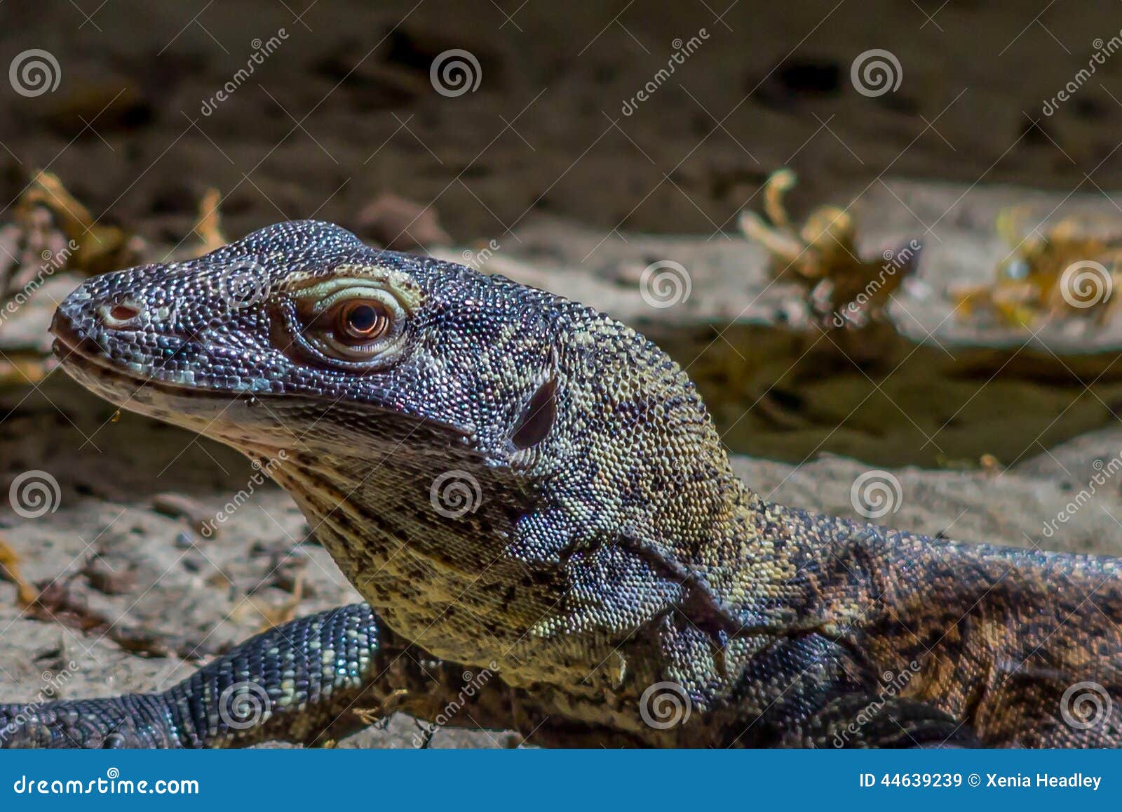 Baby Komodo Dragon Hiding On A Tree Stock Photography | CartoonDealer ...