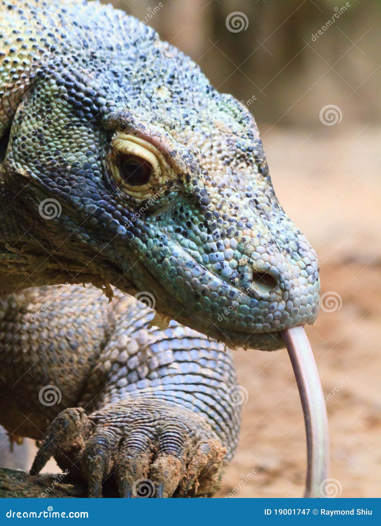 Komodo colorido imagen de archivo. Imagen de salvaje - 19001747