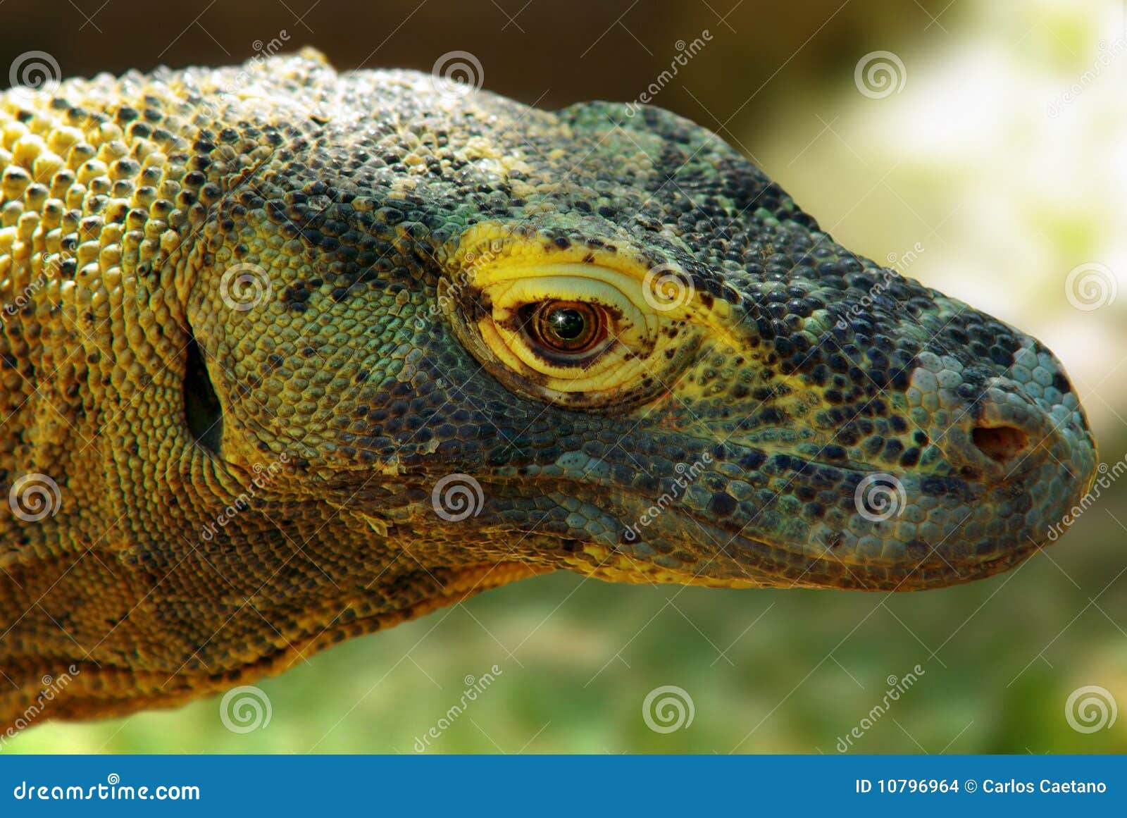 Komodo Dragon Is On The Ground. Indonesia. Komodo National Park. Stock ...