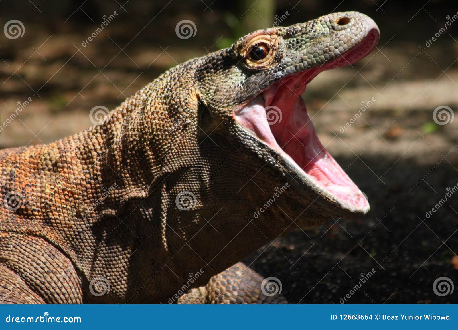 Komodo Dragon stock photo. Image of dangerous, wild, animal - 12663664