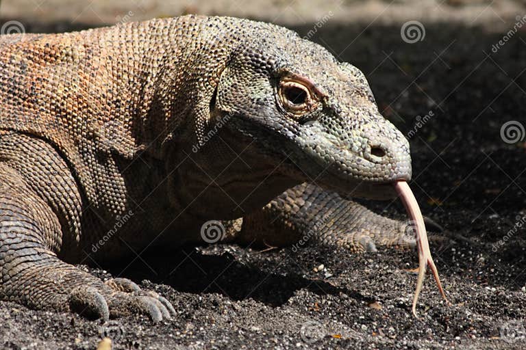 Komodo Dragon stock photo. Image of traveling, animal - 12663672