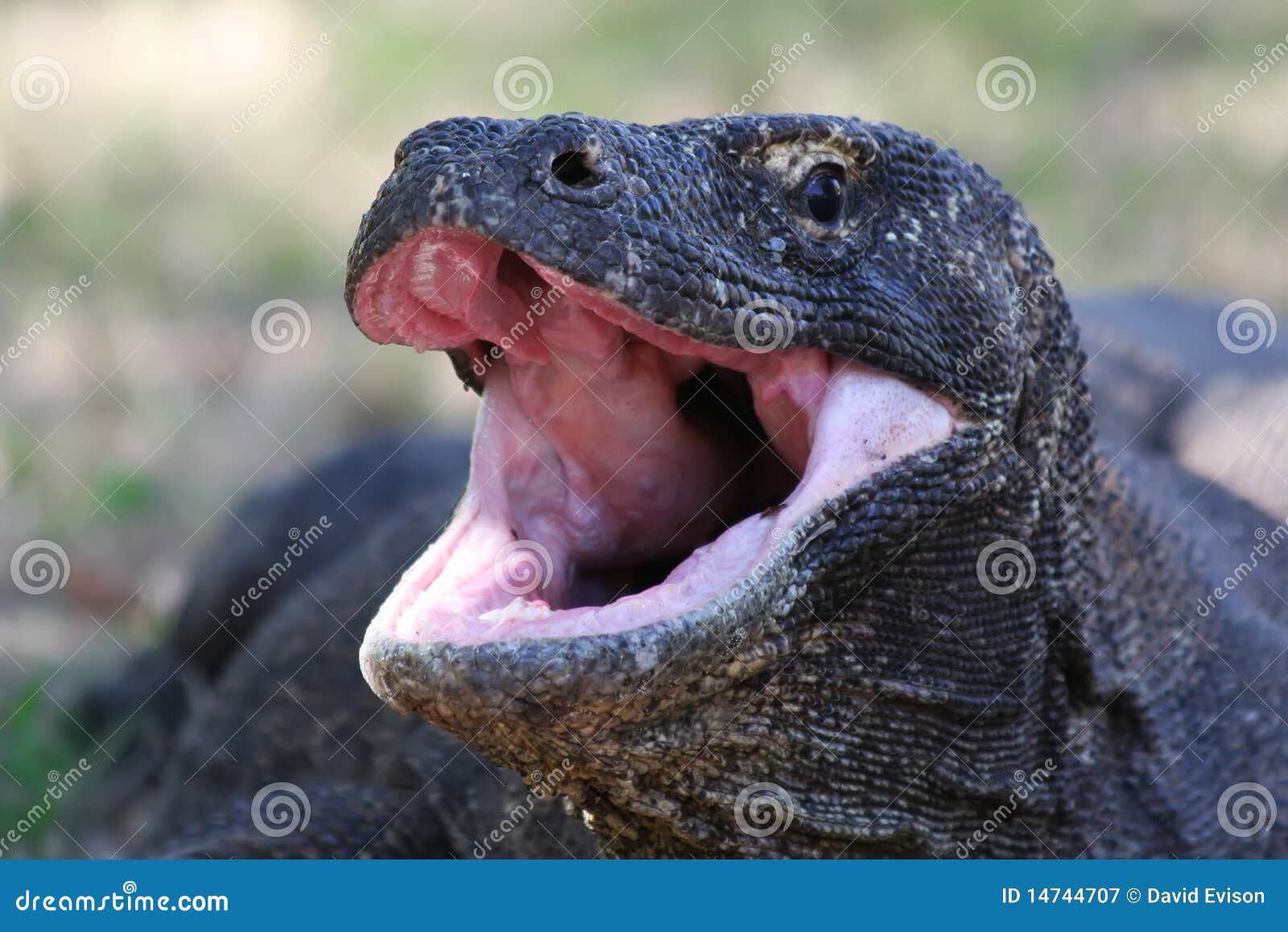 Komodo Dragon. stock image. Image of dangerous, large - 14744707