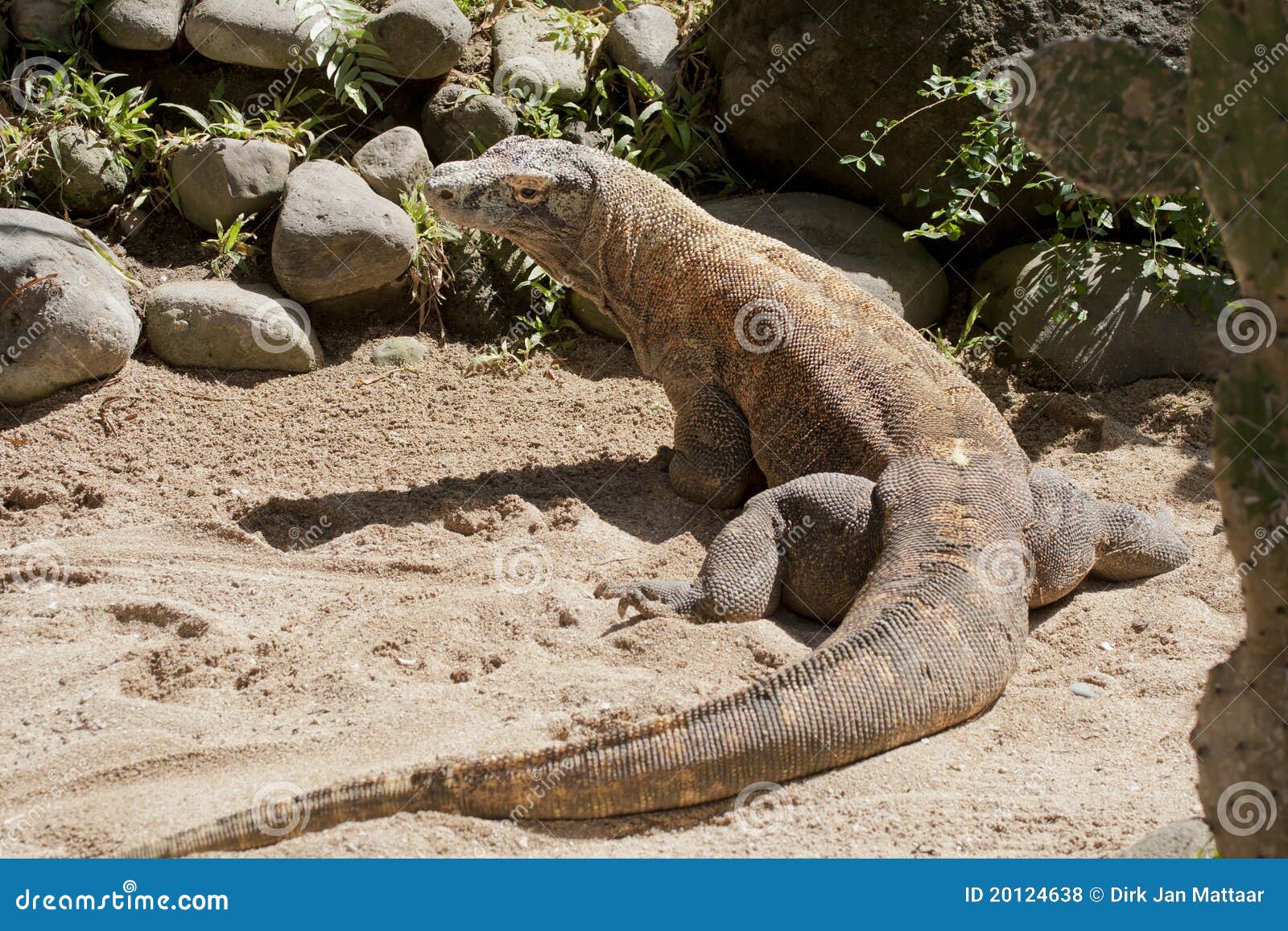 Komodo Dragon stock photo. Image of animal, wildlife - 20124638