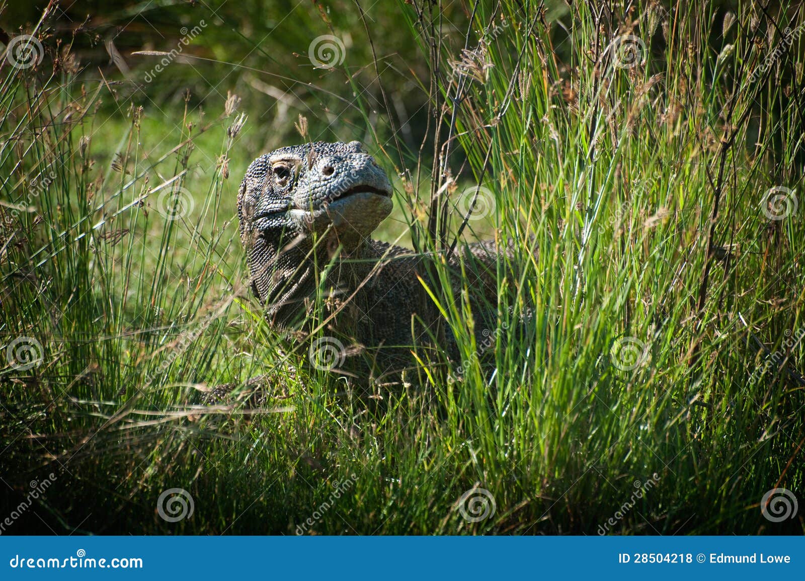 Giant Monitor Lizard In Palawan Philippines Stock Photography ...