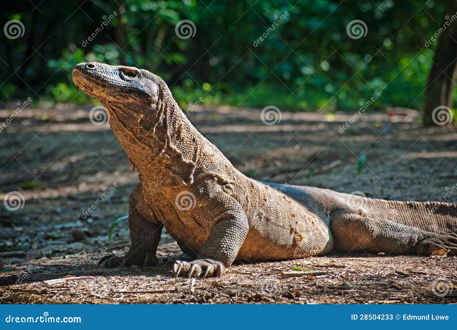 Giant Monitor Lizard In Palawan Philippines Stock Photography ...