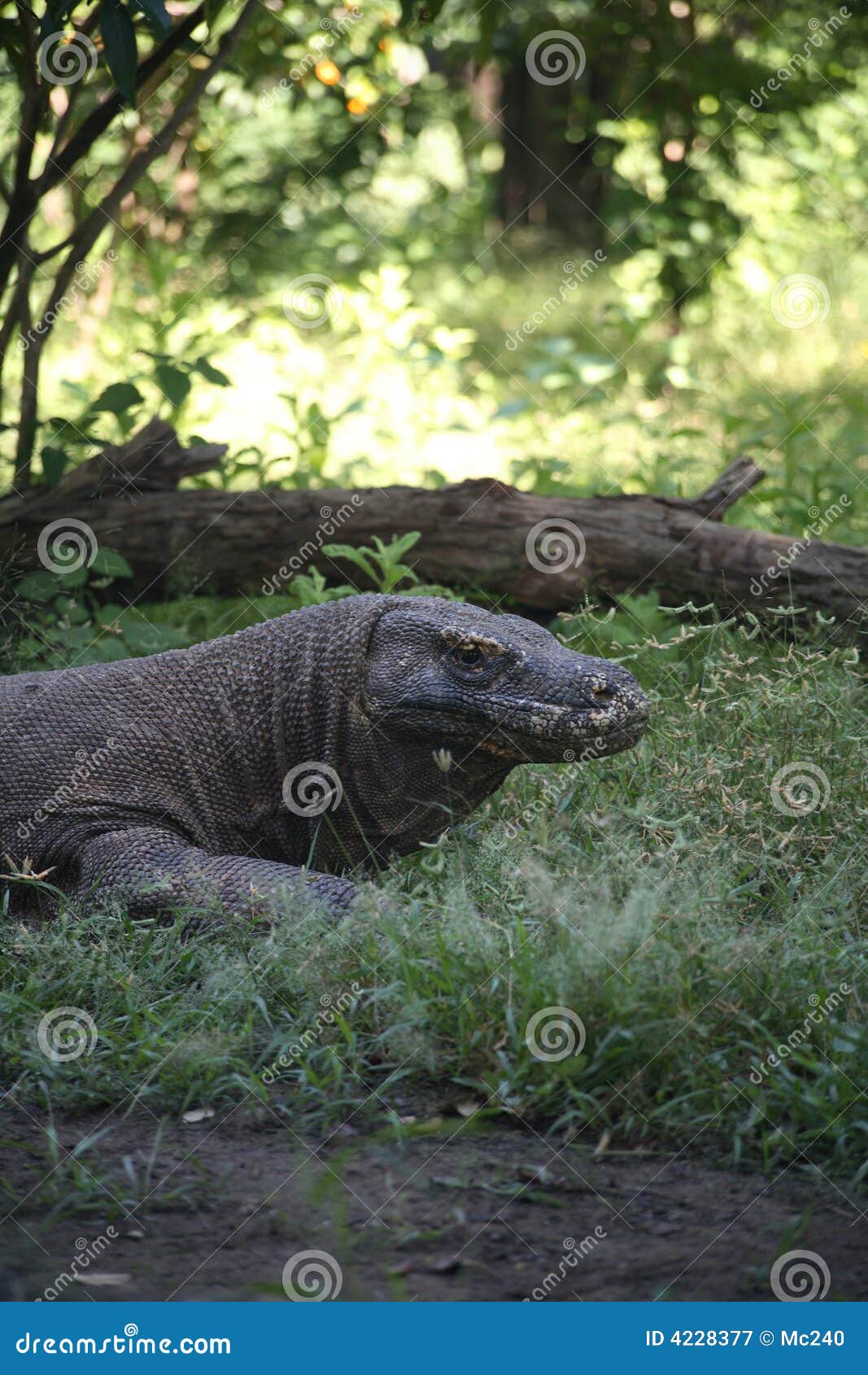 Komodo dragon stock image. Image of dirty, resting, animals - 4228377