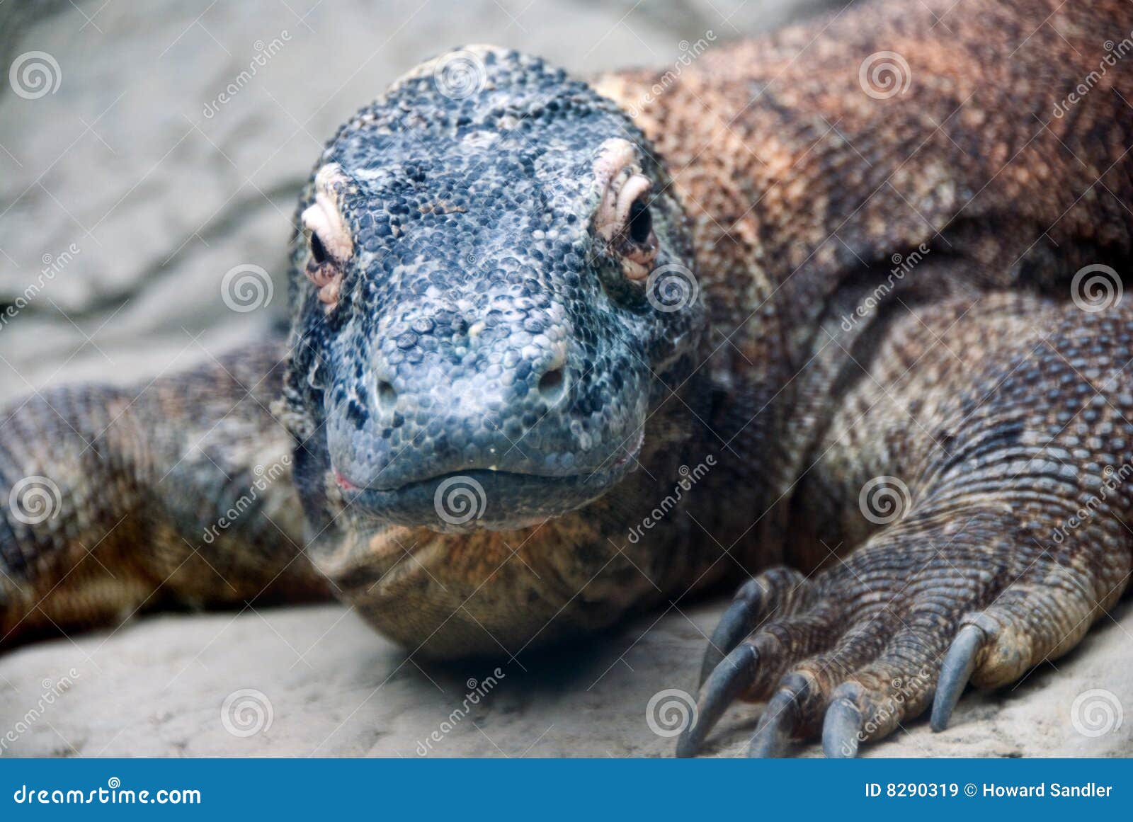 Komodo dragon stock image. Image of face, habitat, wildlife - 8290319