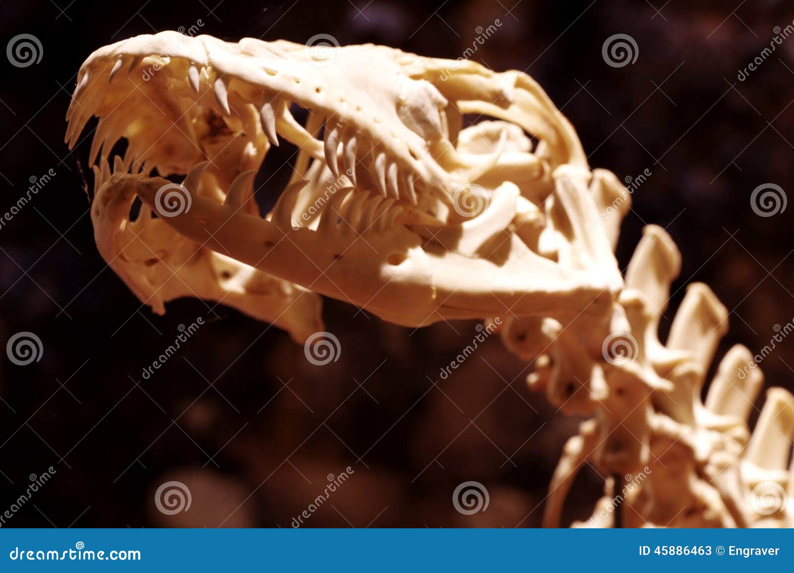 Komodo Dragon 6 stock image. Image of bones, exhibit - 45886463