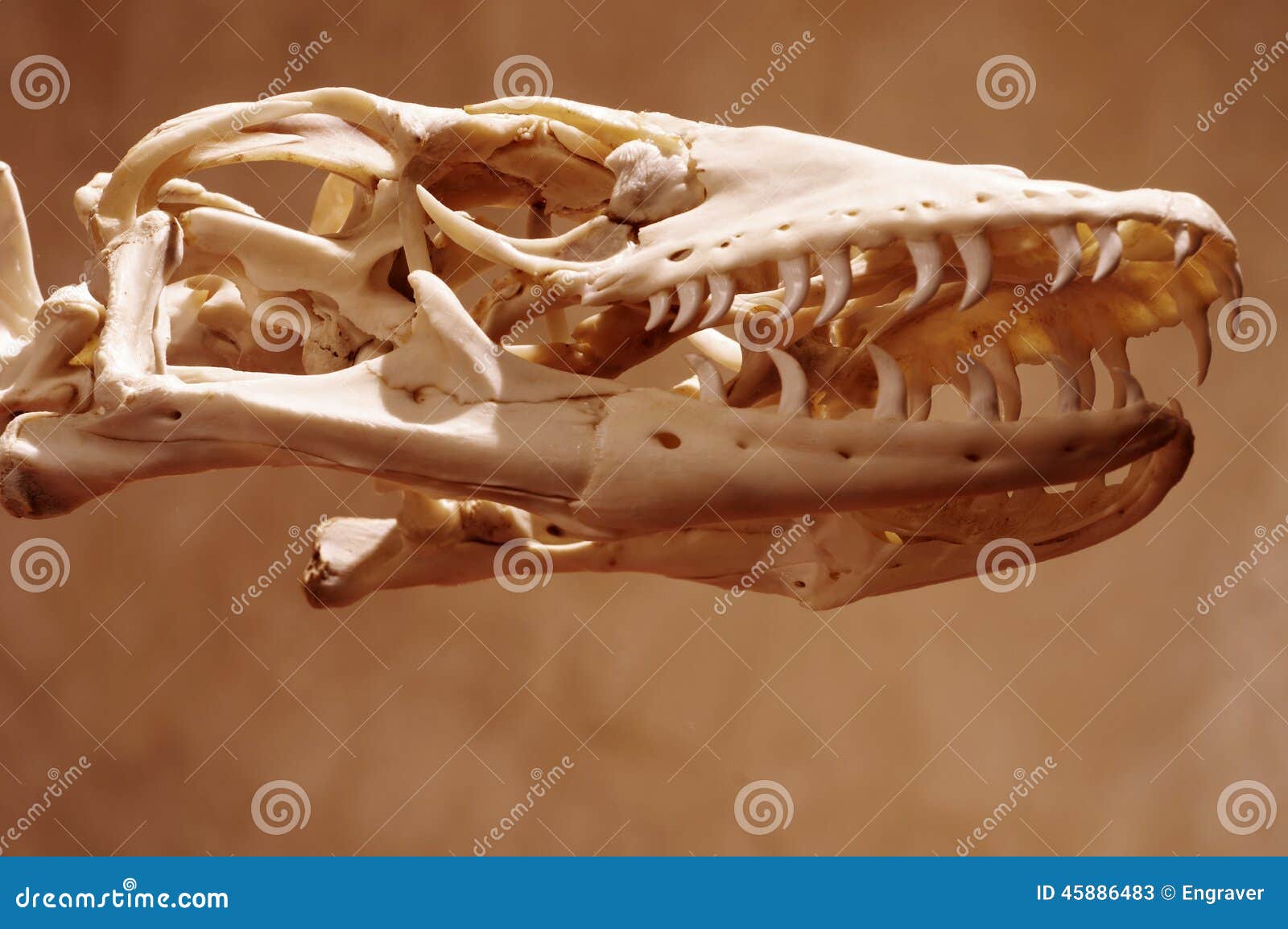 Komodo Dragon 5 stock image. Image of komodo, skull, wild - 45886483