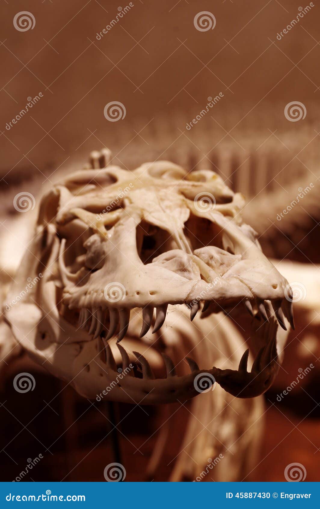 Komodo Dragon 2 stock photo. Image of animals, komodo - 45887430