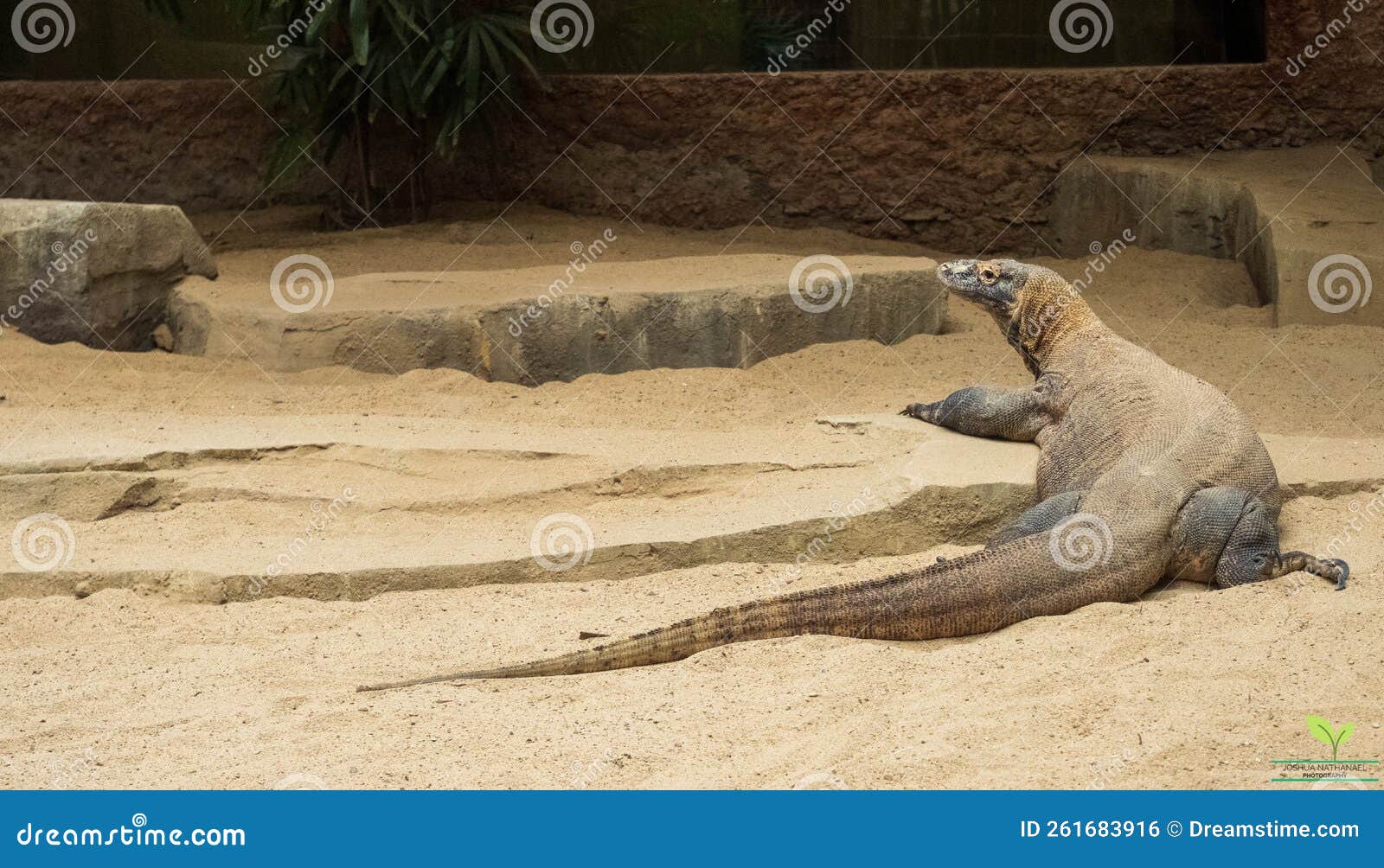 Komodo dragon Chilling stock photo. Image of soil, crocodile - 261683916