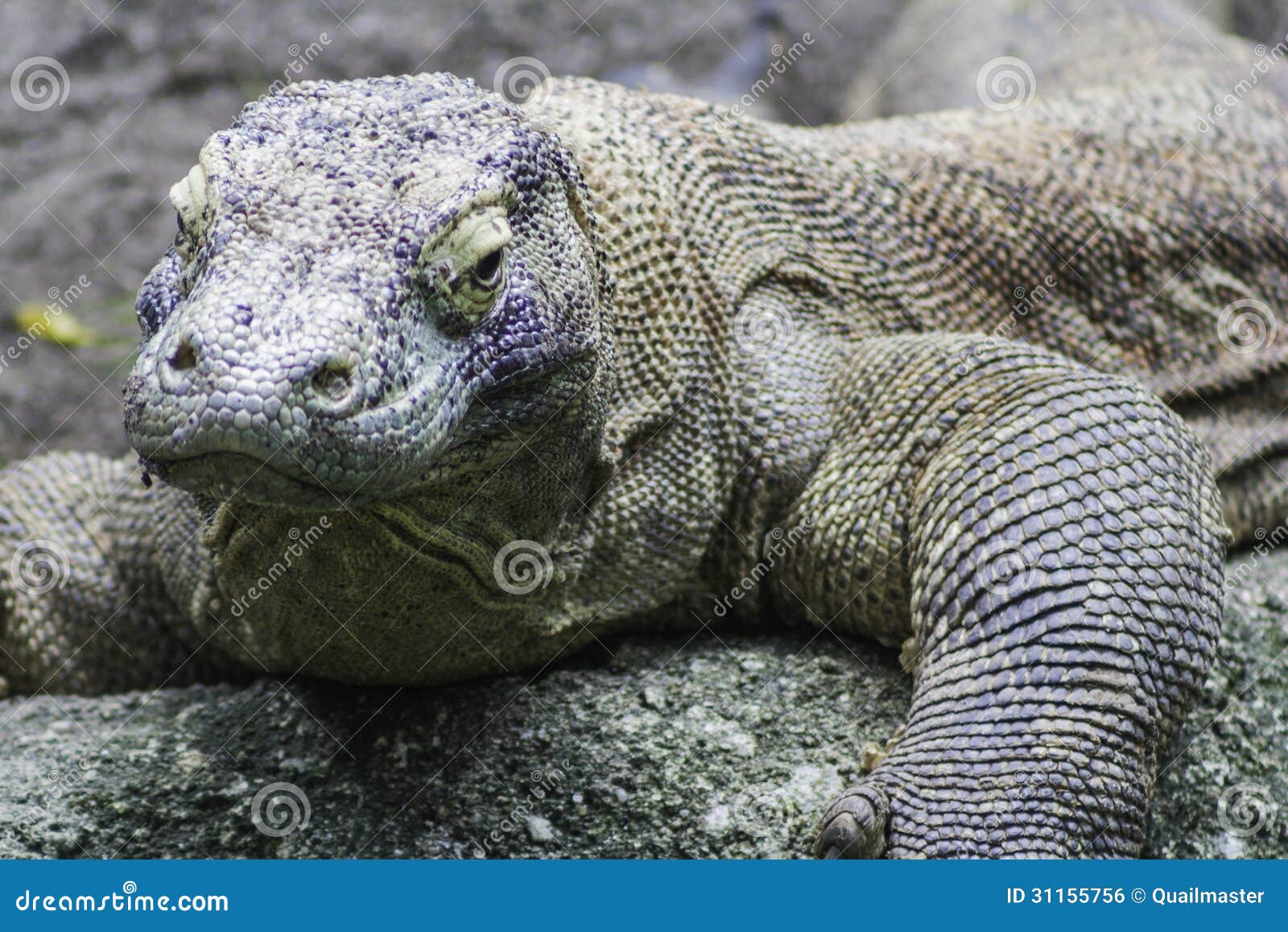 Komodo dragon stock photo. Image of lizard, varanus, carnivore - 31155756