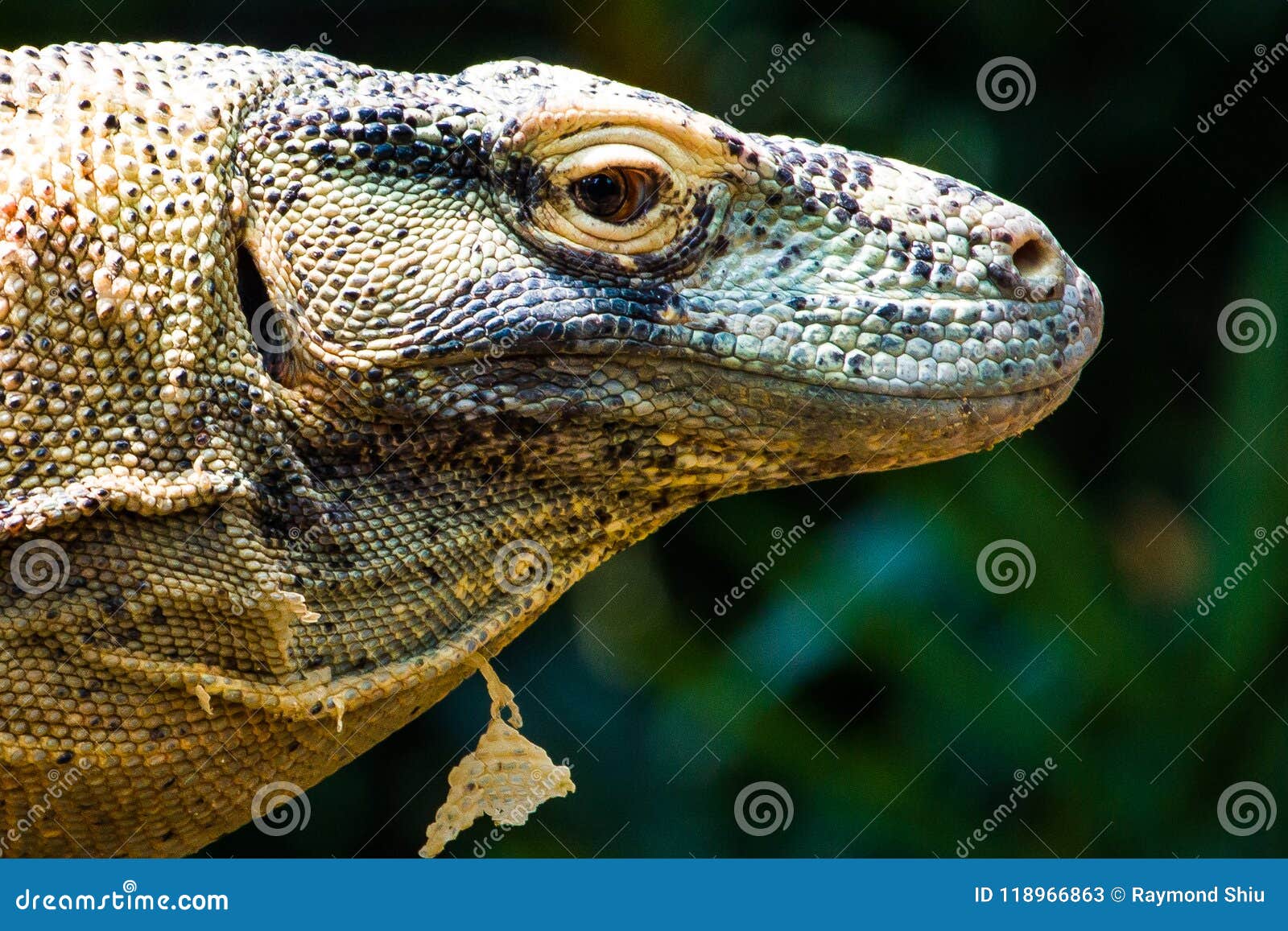 Komodo Dragon stock image. Image of exotic, komodo, animal - 118966863
