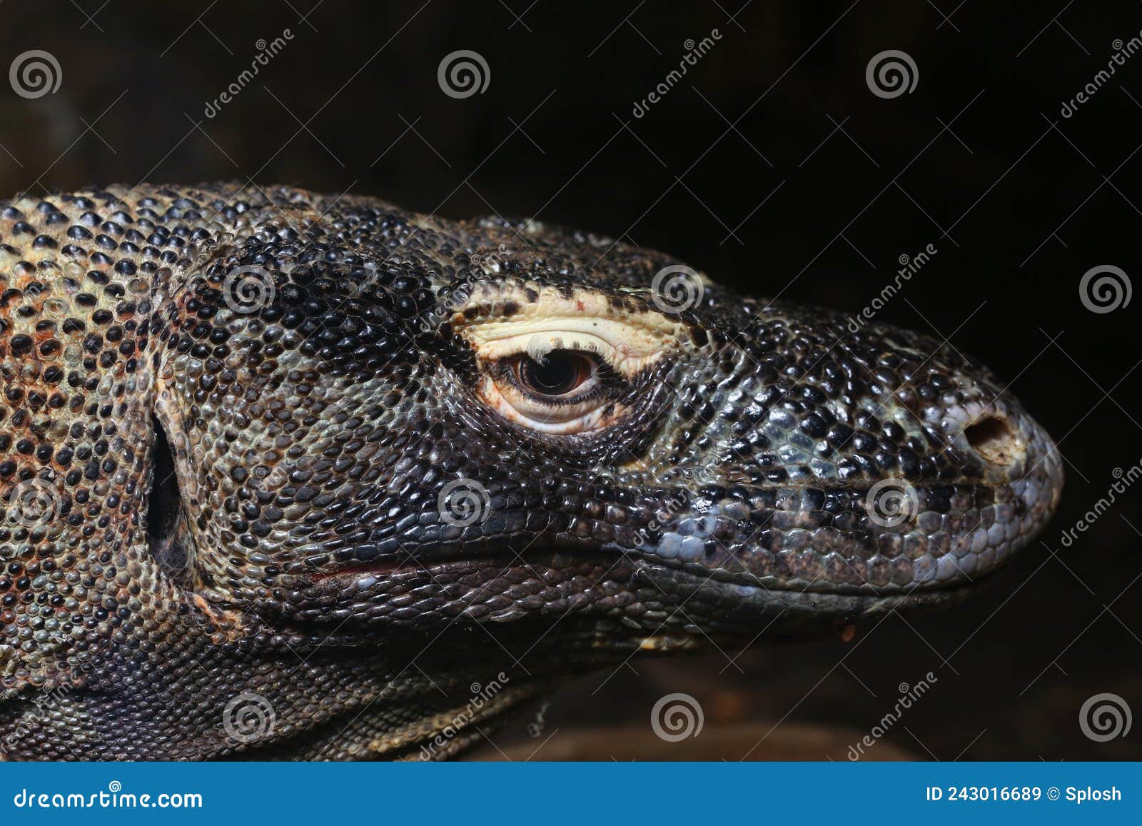 Komodo Dragon editorial stock image. Image of closeup - 243016689