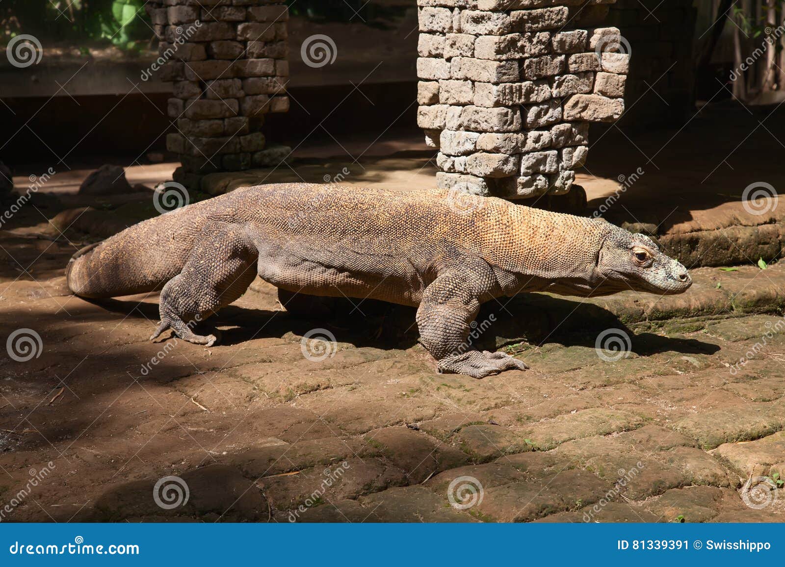 Komodo dragon stock image. Image of monster, head, endangered - 81339391