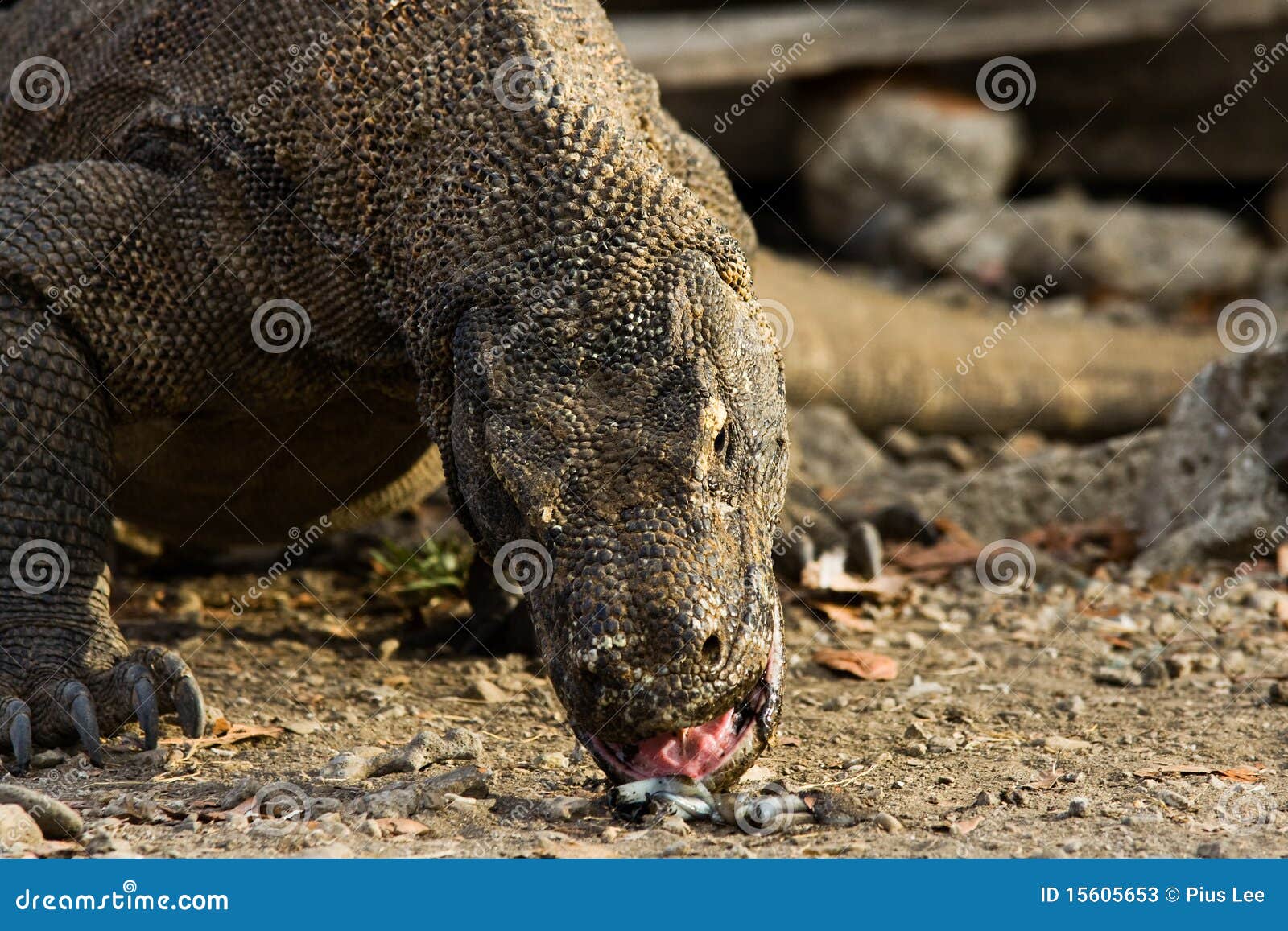 Komodo Dragon Feeding on Meet Stock Image - Image of large, meat: 15605653