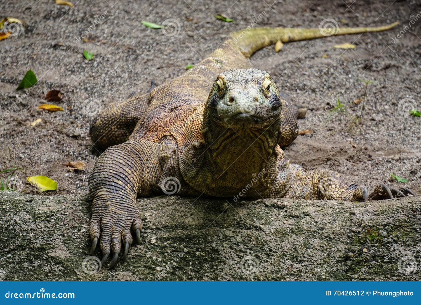 Komodo dragon stock photo. Image of pond, plants, relaxing - 70426512