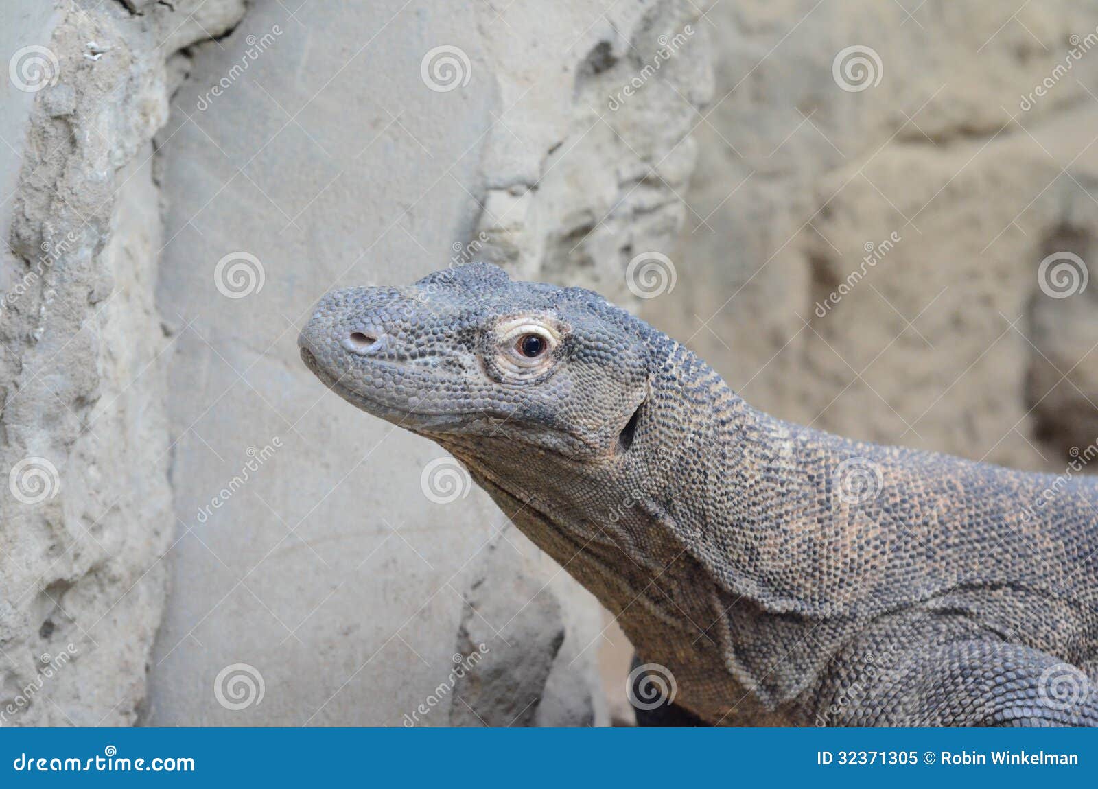 Komodo Dragon Head Royalty-Free Stock Photo | CartoonDealer.com #32371305