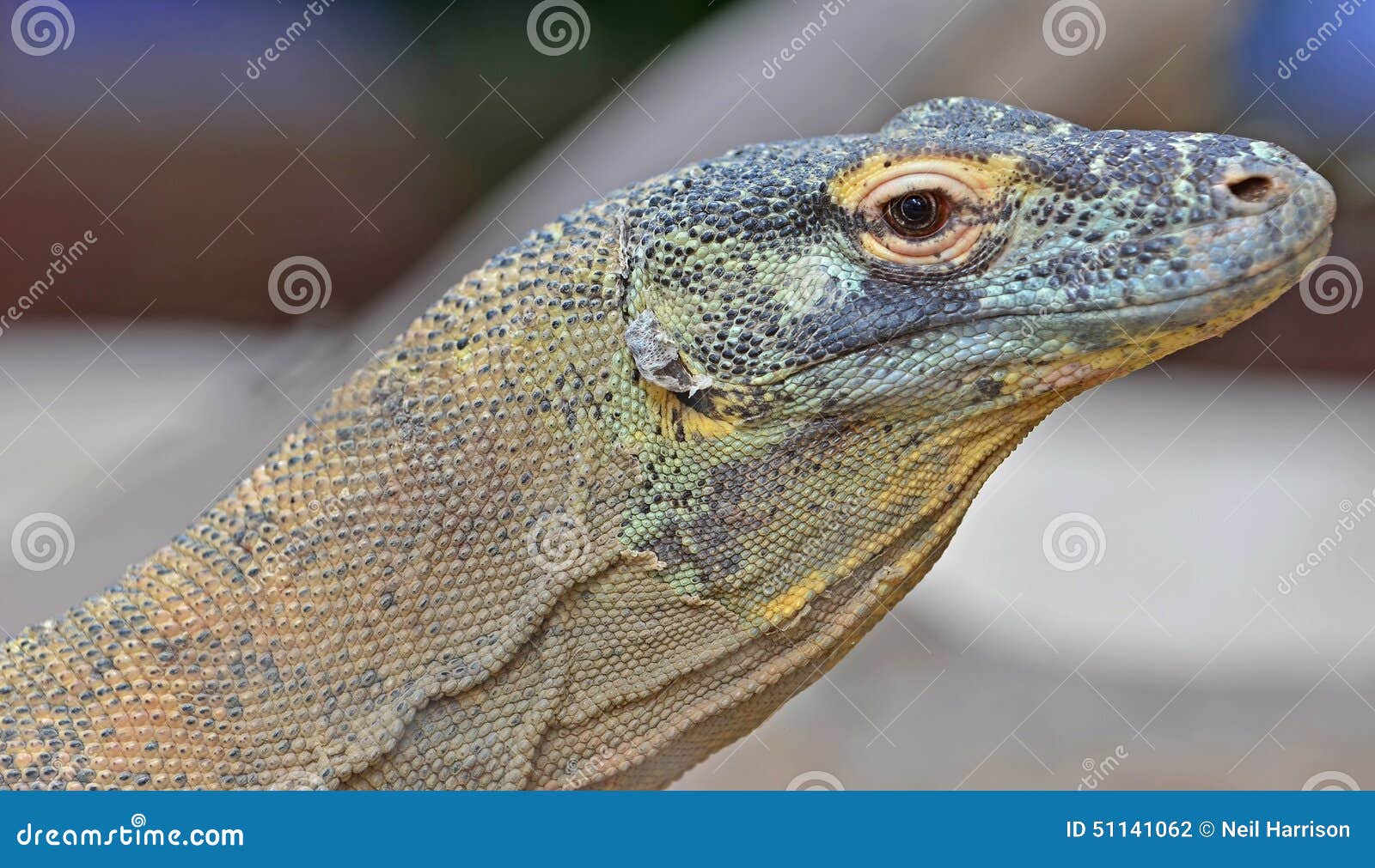 Komodo Dragon stock photo. Image of reptile, dragon, nature - 51141062