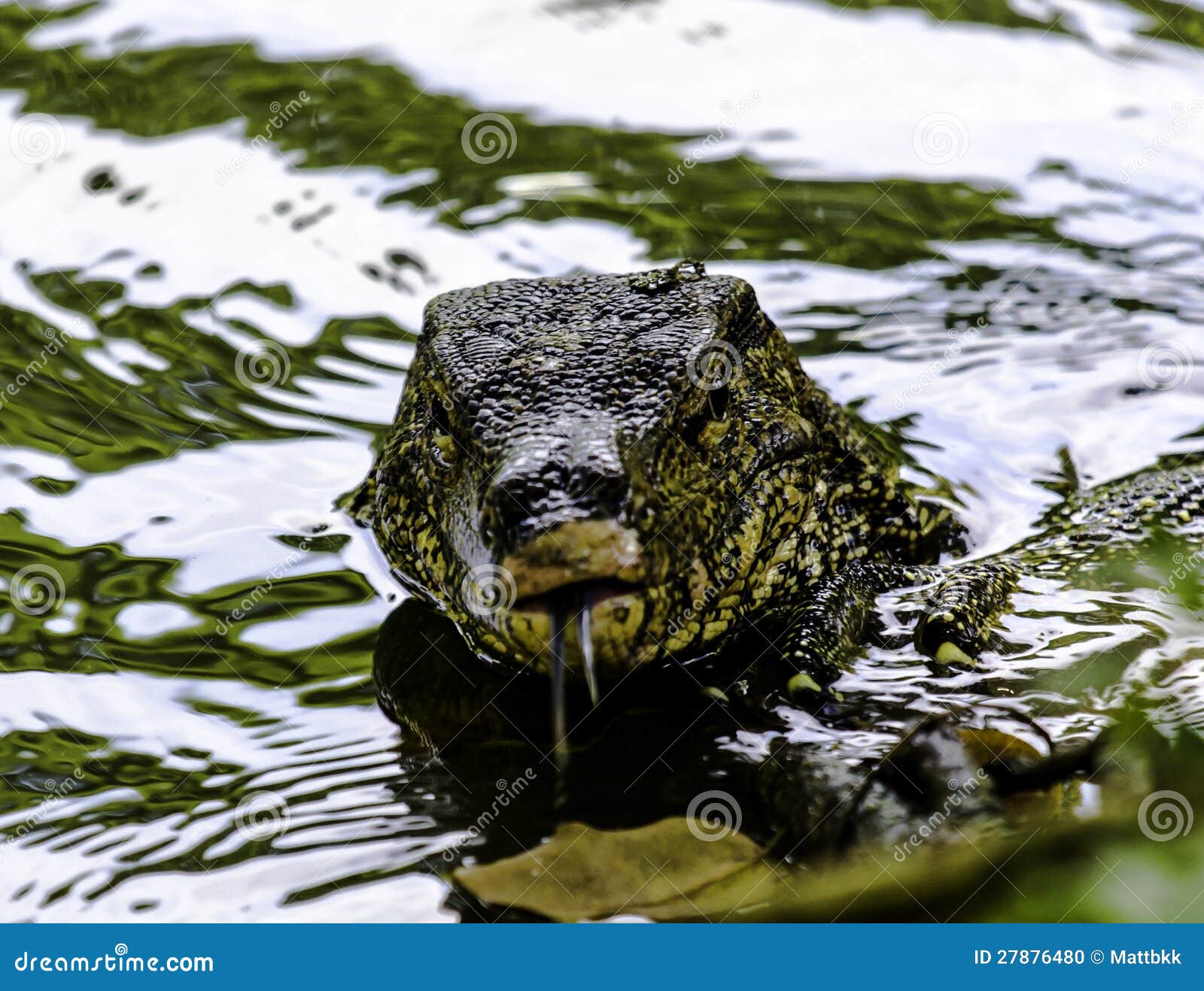 Komodo dragon hissing stock photo. Image of lumphini - 27876480