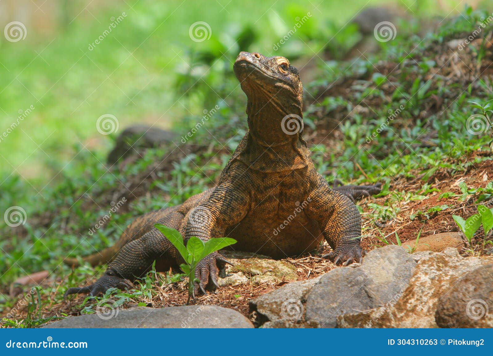 A Komodo Dragon Hunting in the Bush Stock Image - Image of dangerous ...
