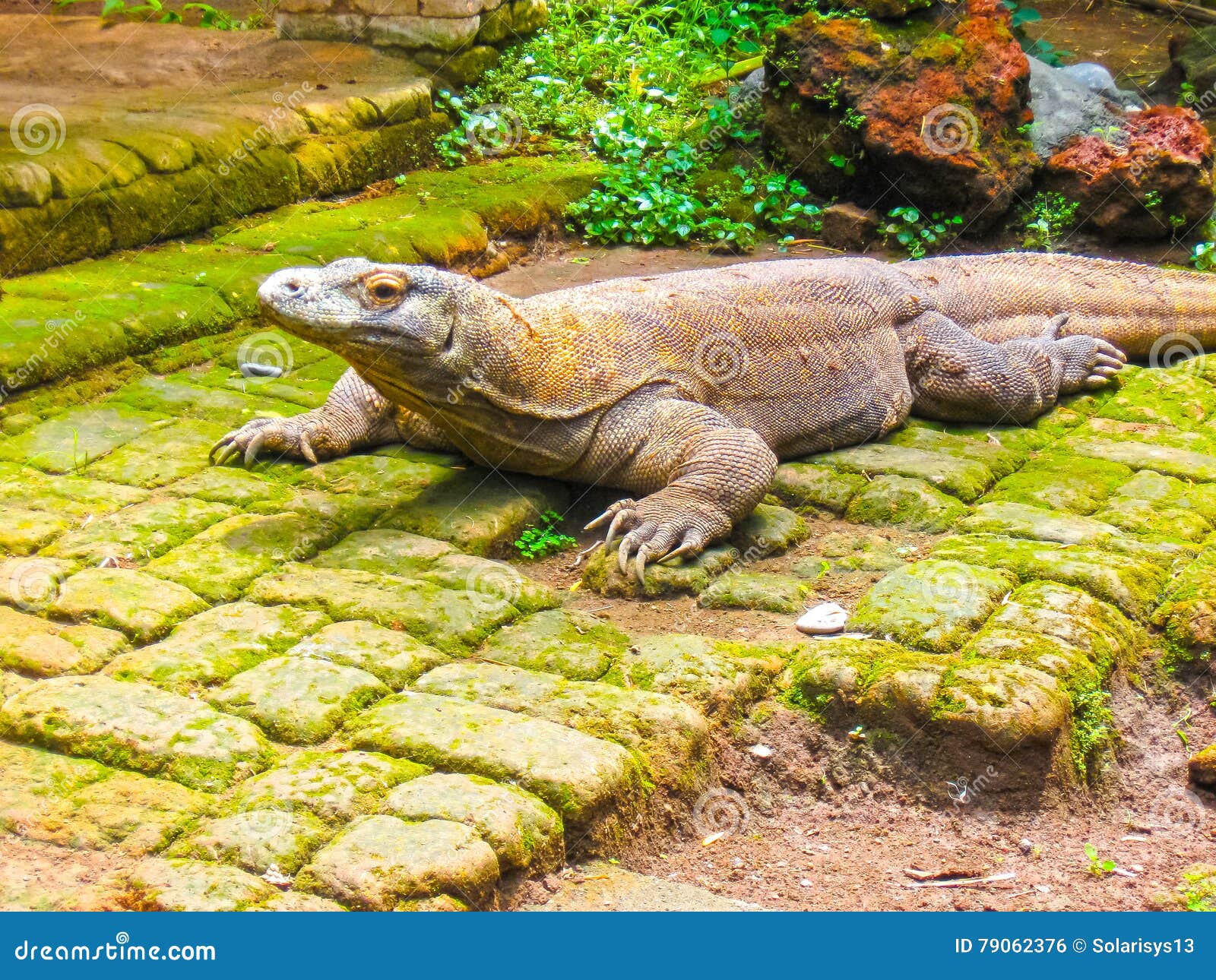 Komodo Dragon, Indonesia stock photo. Image of forest - 79062376