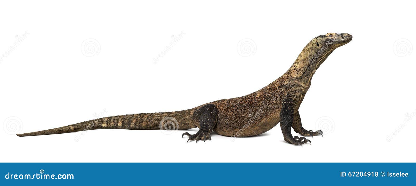 Komodo Dragon Isolated on White Stock Photo - Image of monitor, dragon ...