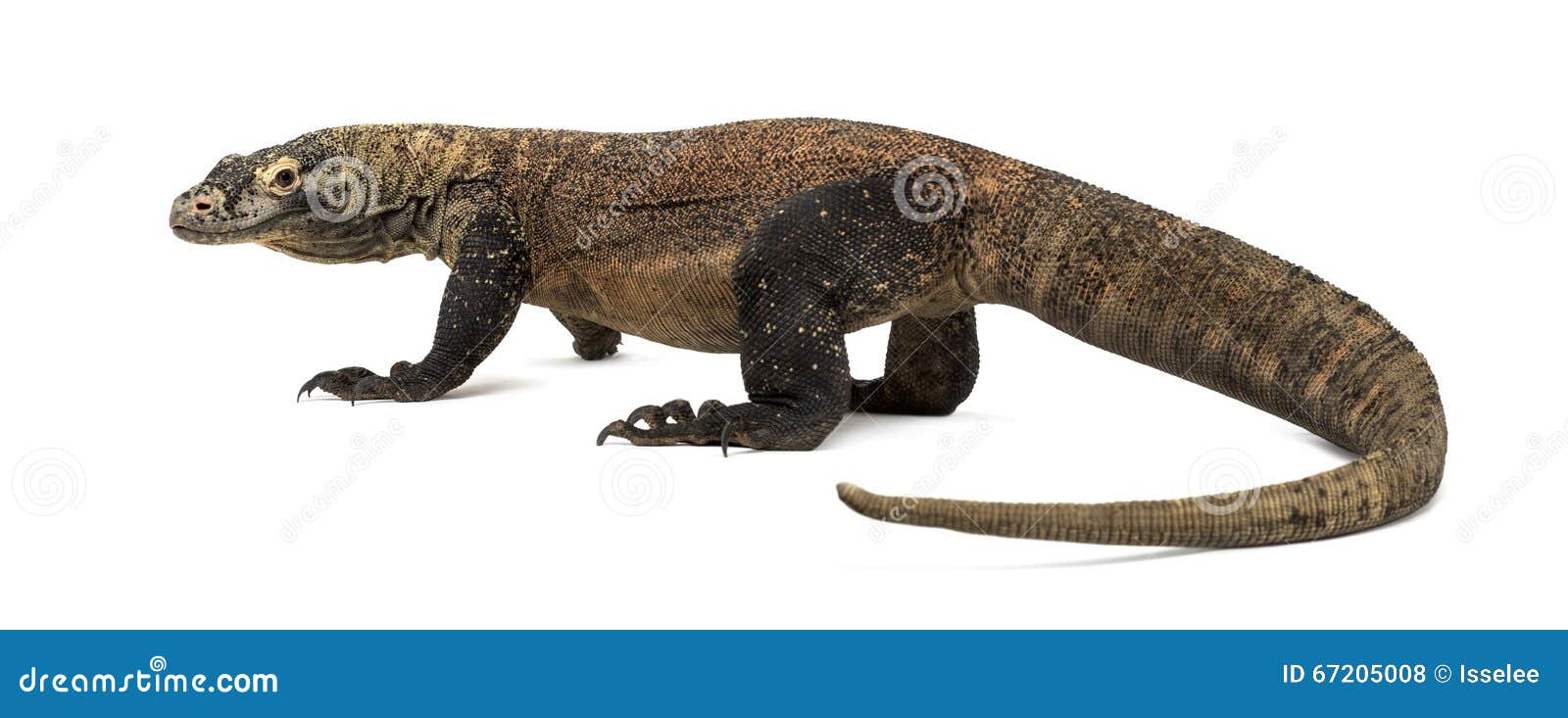 Komodo Dragon Isolated on White Stock Photo - Image of komodo, lizard ...