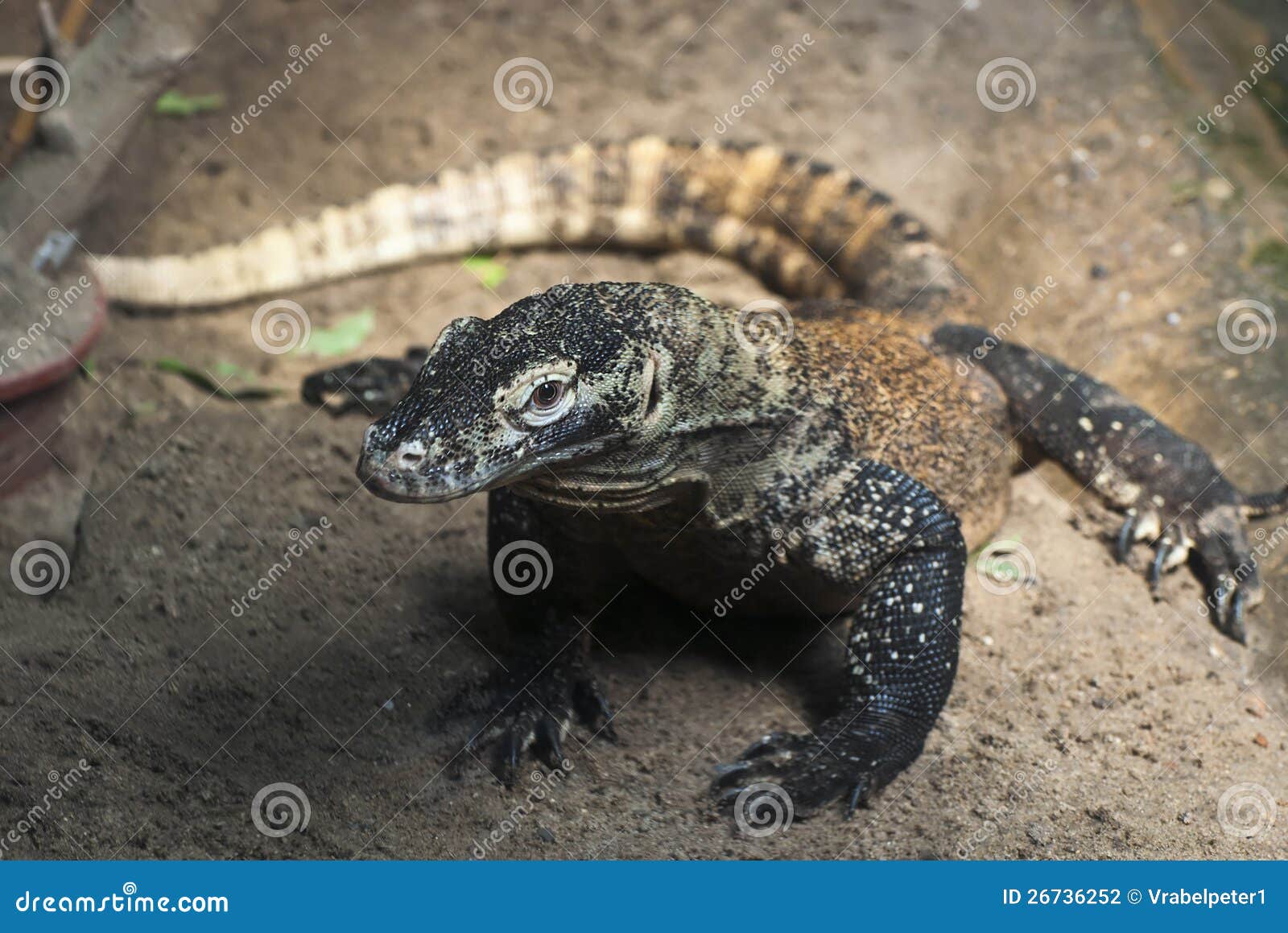 Komodo Dragon Largest Lizard of the World Stock Photo - Image of ...