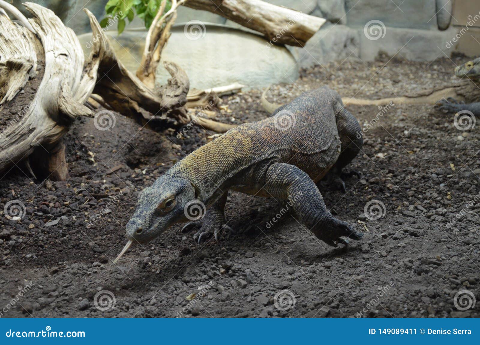 Komodo Dragon, the Largest Lizard in the World Stock Image - Image of ...