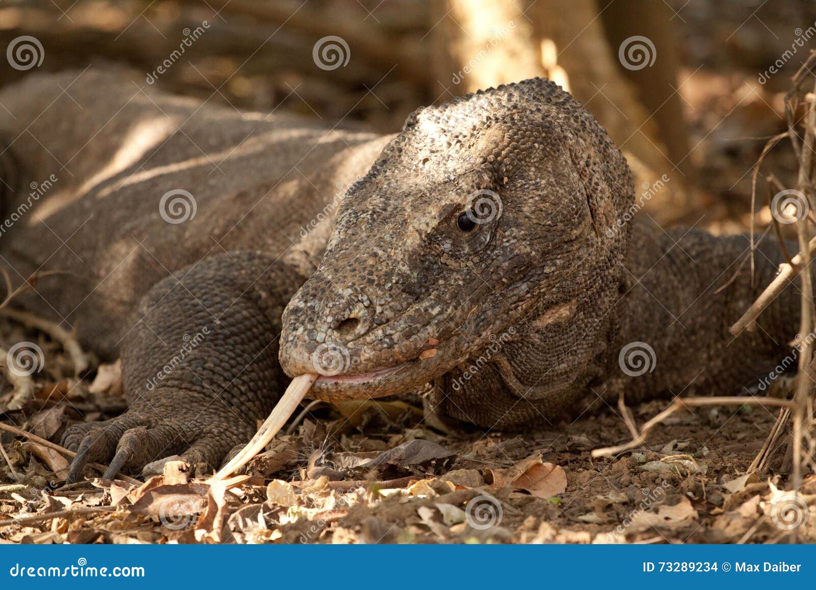 Komodo Dragon, the Largest Lizard in the World Stock Photo - Image of ...