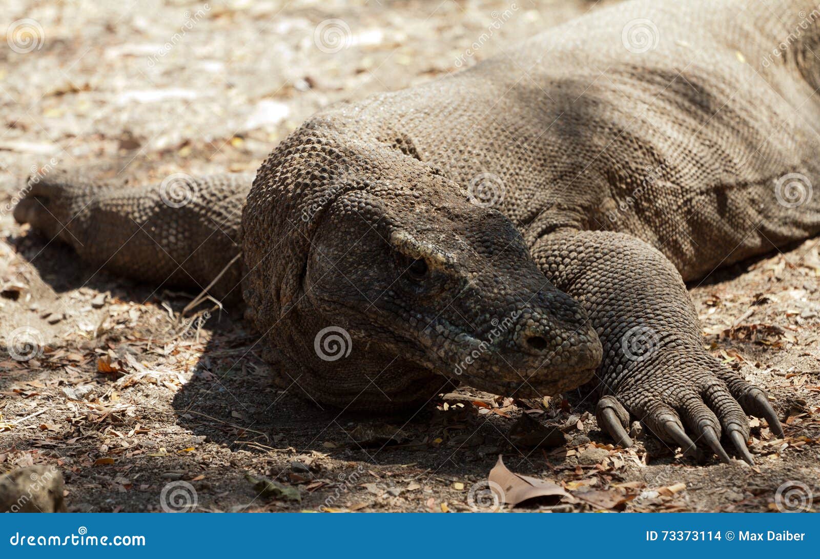 Largest Komodo Dragon Ever