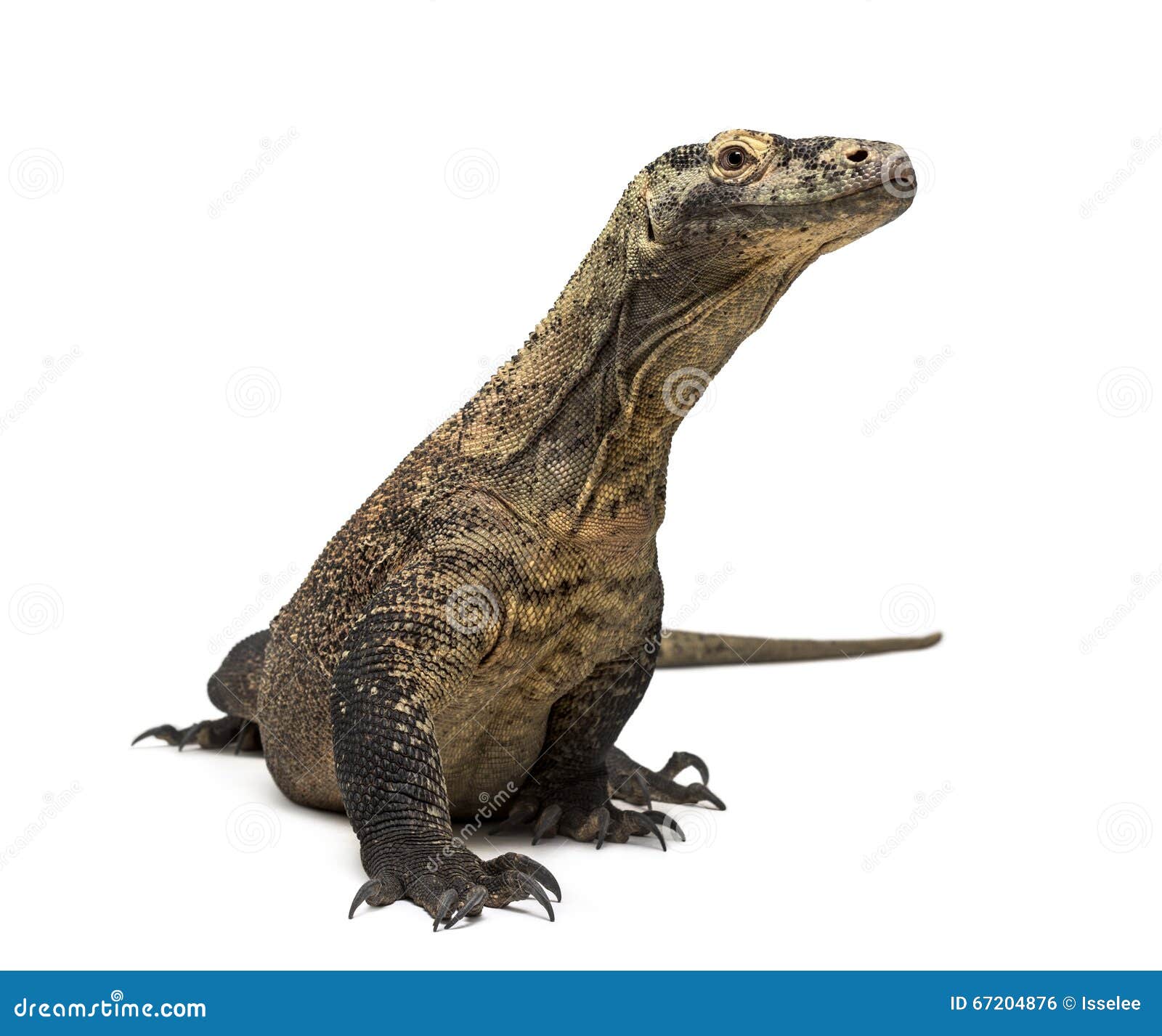 Komodo Dragon Looking Away, Isolated on White Stock Photo - Image of ...