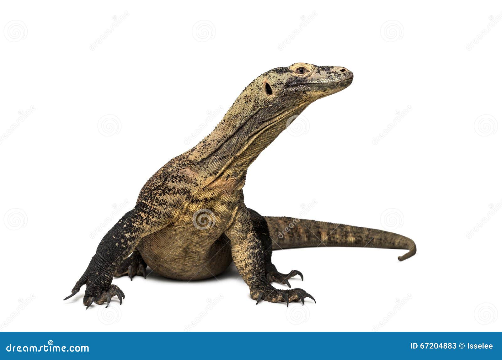 Komodo Dragon Looking Up Isolated on White Stock Image - Image of ...
