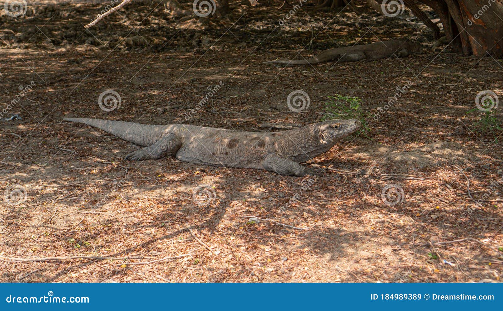 Komodo Dragon Lying in the Shadows Stock Image - Image of flores ...